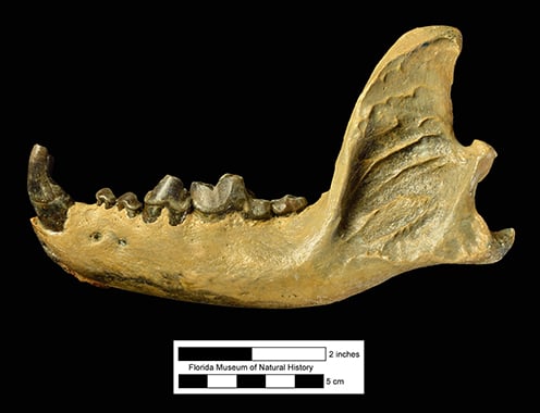Hunting Bone Valley - Fossil ID - The Fossil Forum