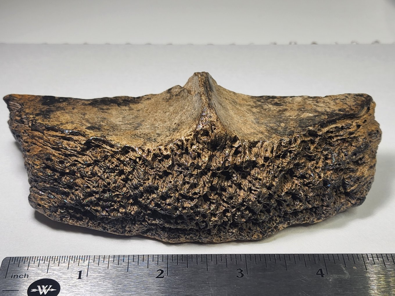 Newbie luck?? - Fossil ID - The Fossil Forum