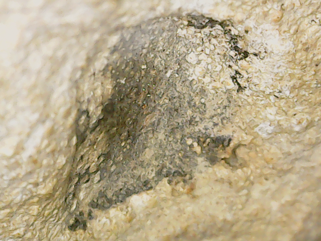 Bajocian fossil - Fossil ID - The Fossil Forum
