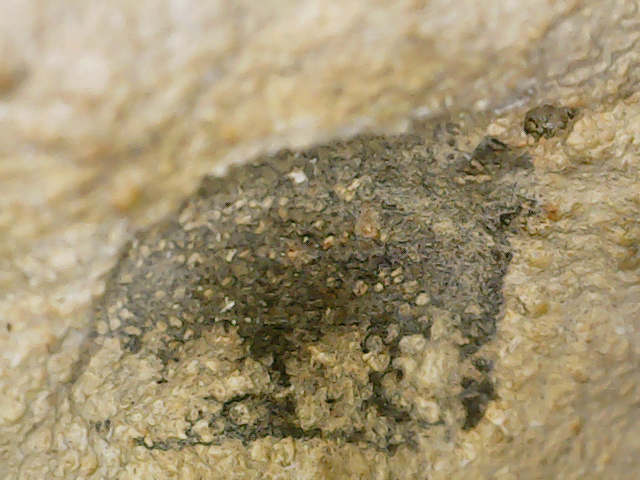 Bajocian fossil - Fossil ID - The Fossil Forum
