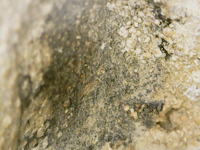 Bajocian fossil - Fossil ID - The Fossil Forum