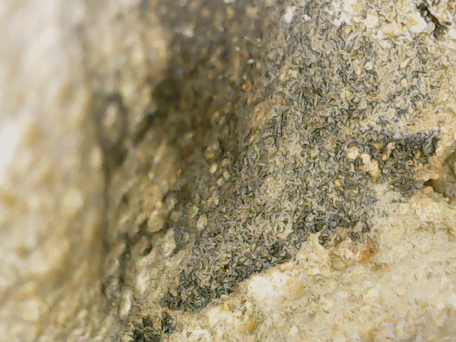 Bajocian fossil - Fossil ID - The Fossil Forum