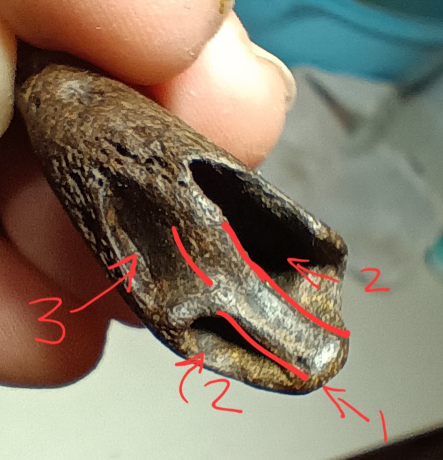 SE Texas - Claw, Bone, Antler? - Fossil ID - The Fossil Forum