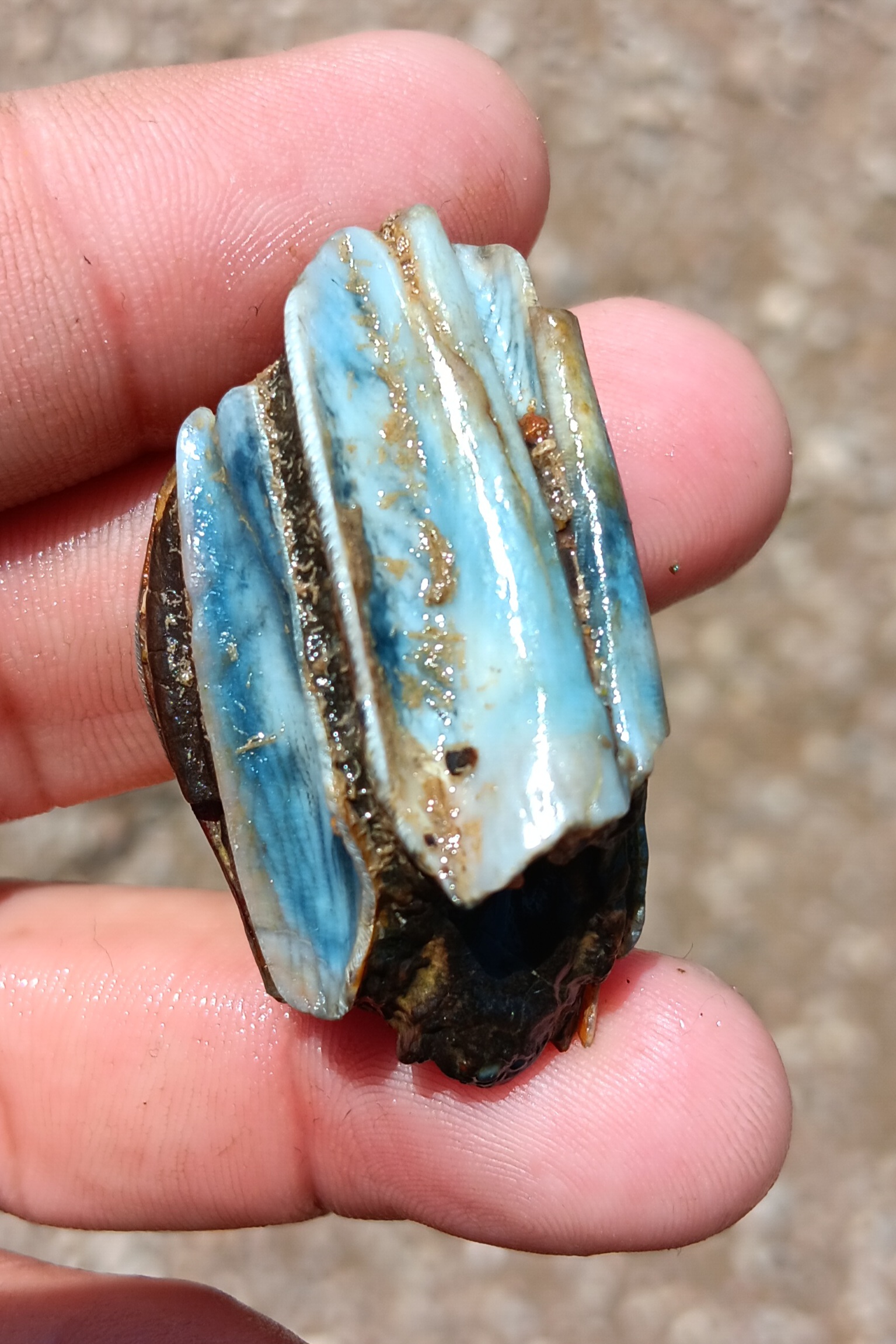 SE Texas - Bos/Bison/Camelid tooth - Fossil ID - The Fossil Forum