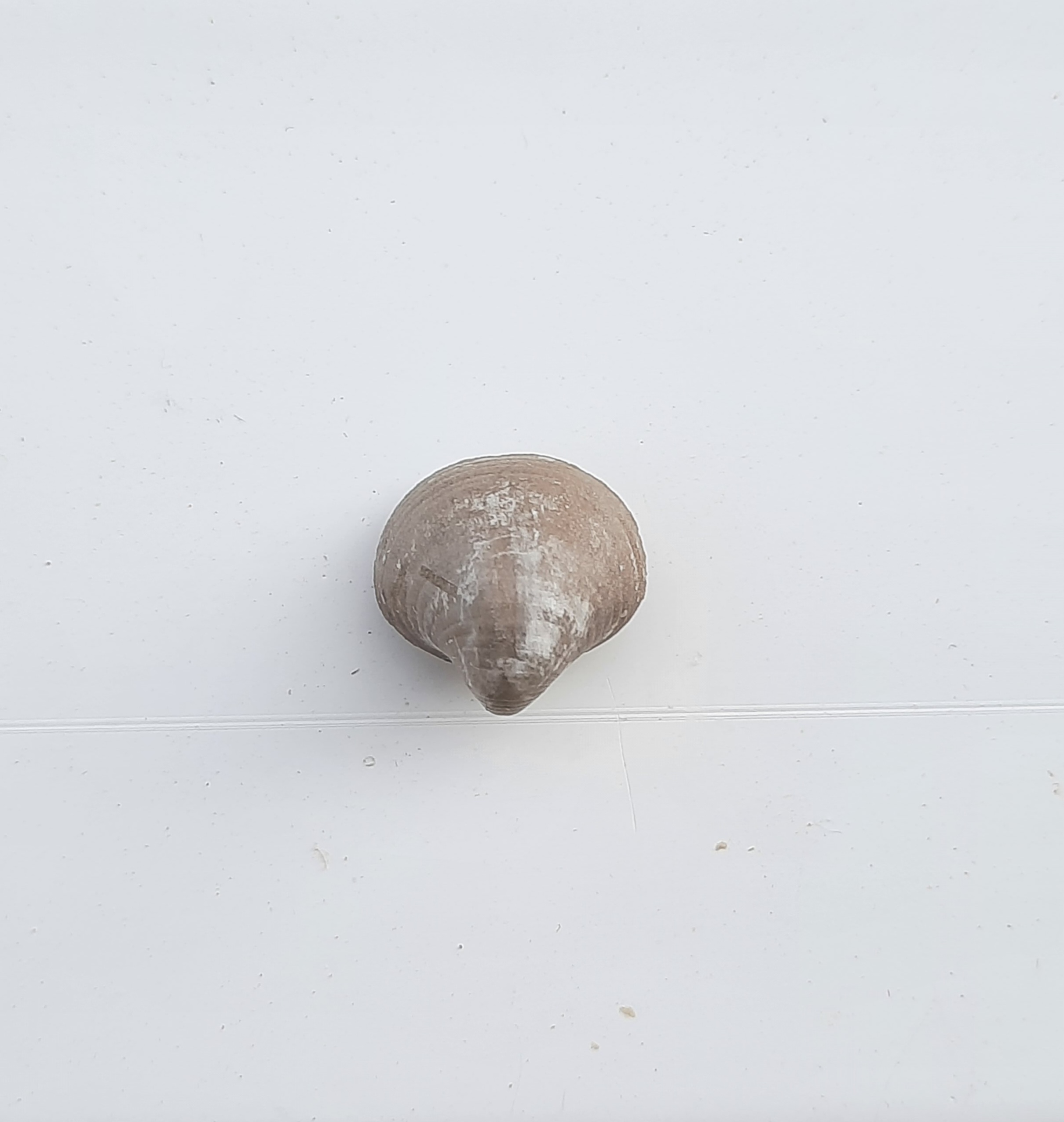Phricodothyris? Brachiopod ID - Fossil ID - The Fossil Forum