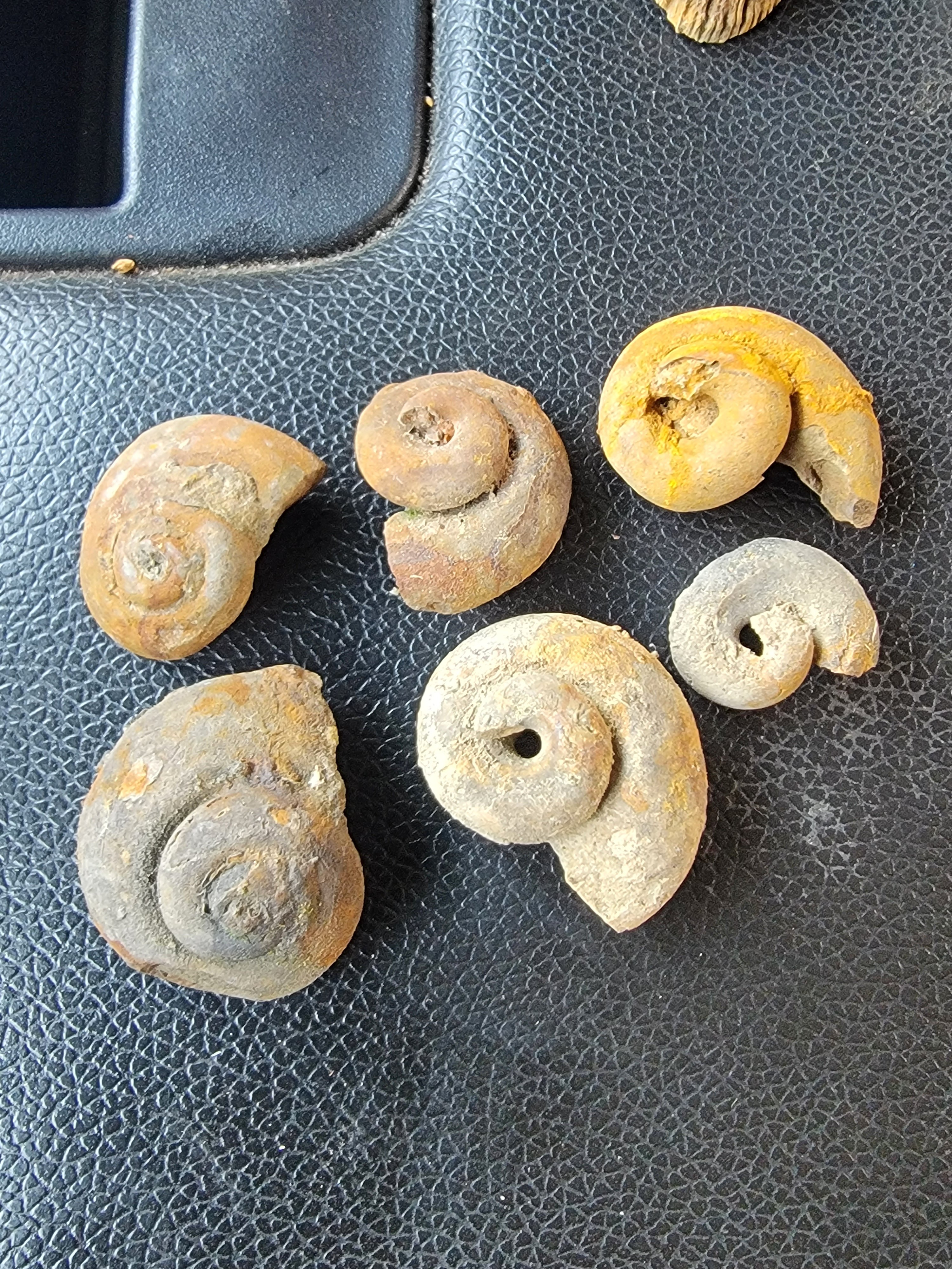 Fossilized snails - Fossil ID - The Fossil Forum