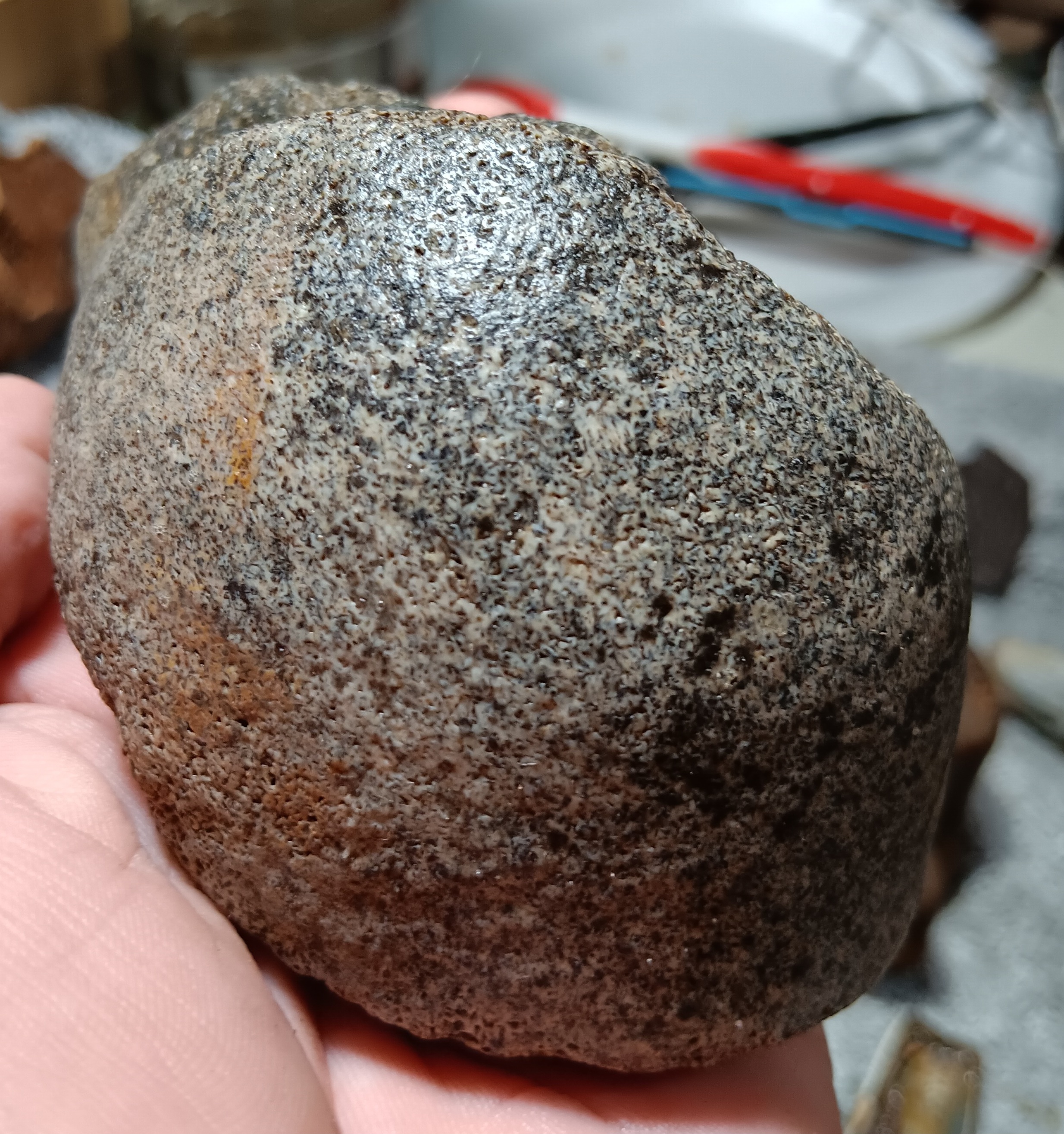 SE Texas - Occipital condyle? - Fossil ID - The Fossil Forum