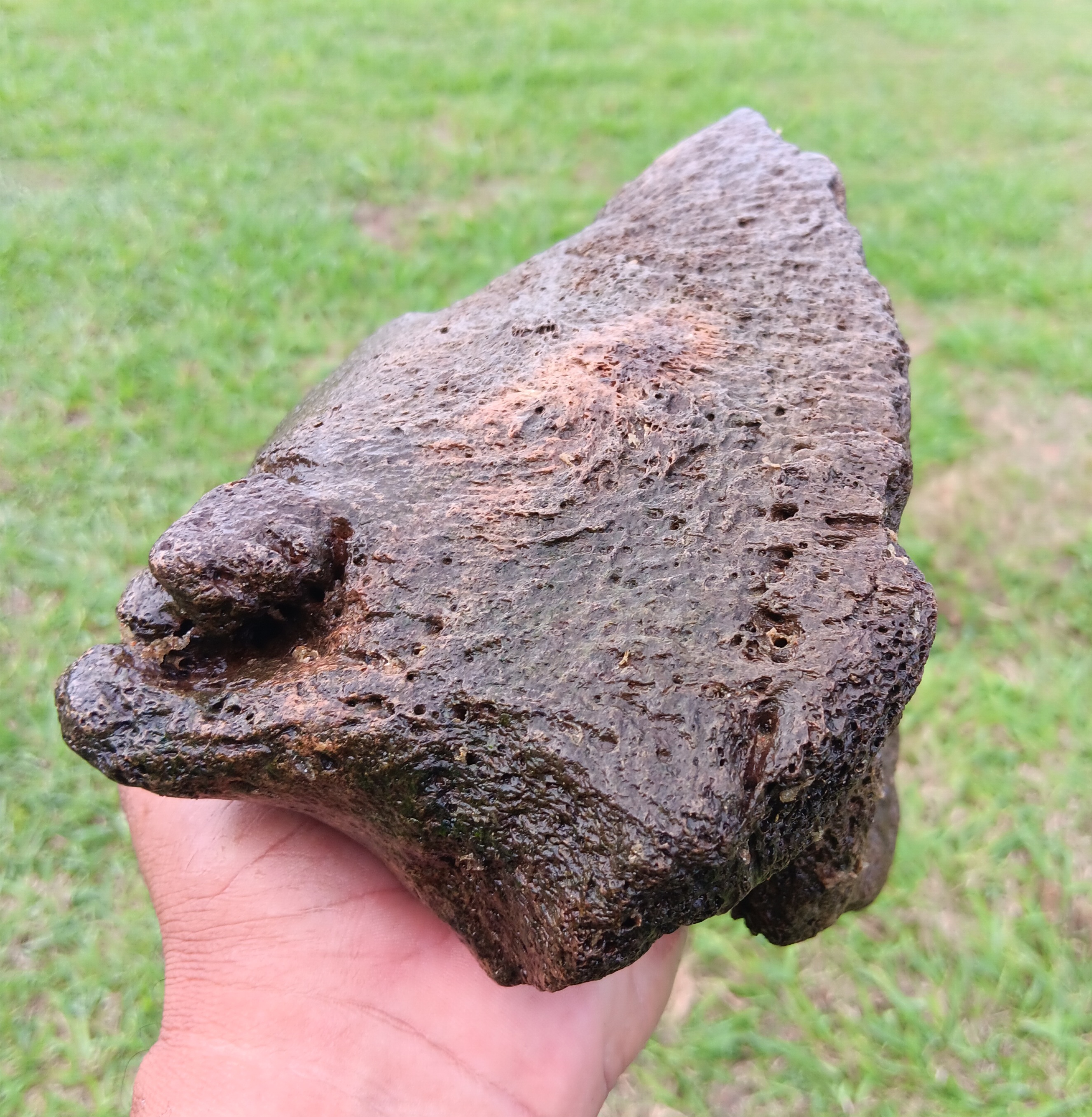 SE Texas - BIG mammal braincase? - Fossil ID - The Fossil Forum