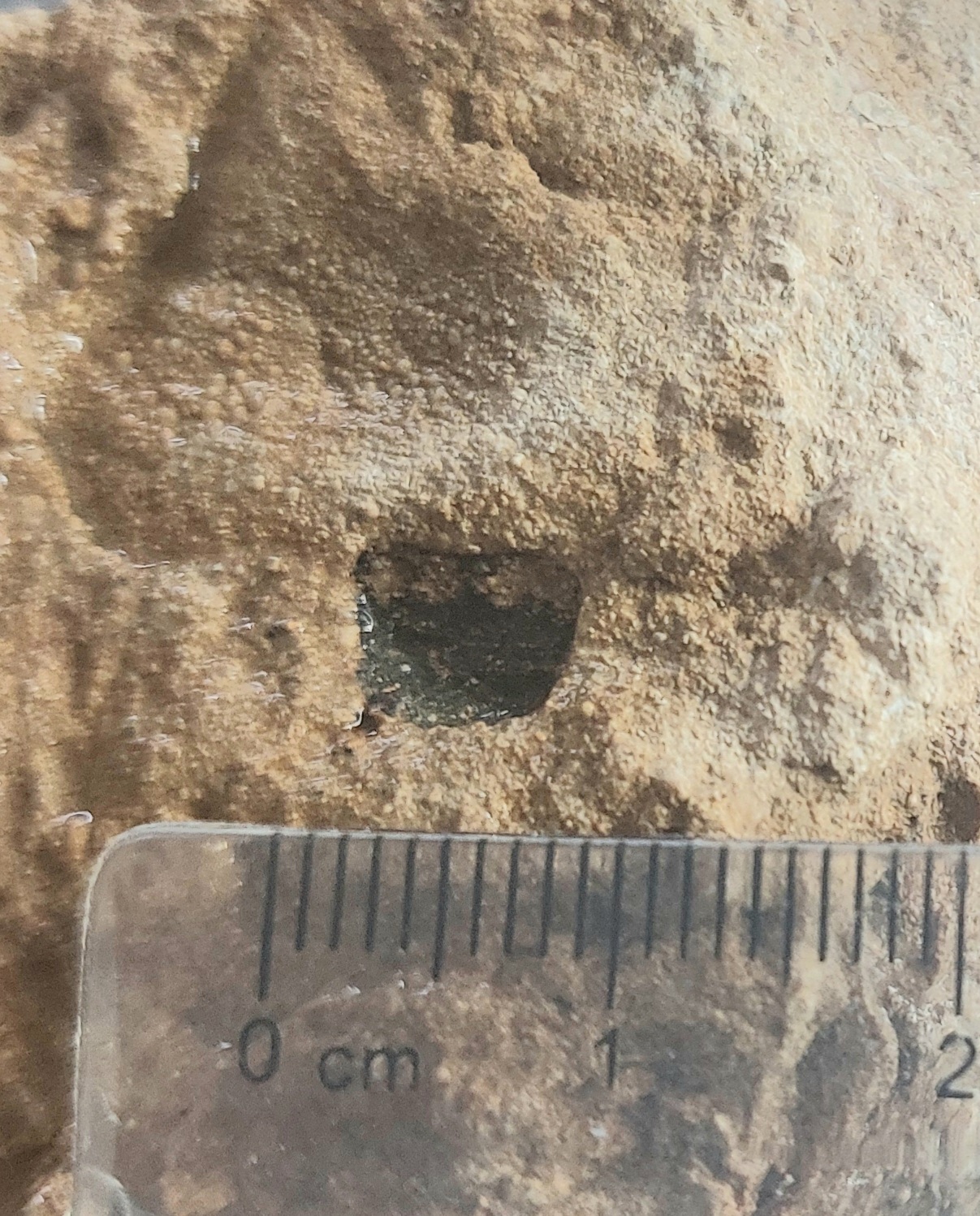 Bajocian fossil - Fossil ID - The Fossil Forum