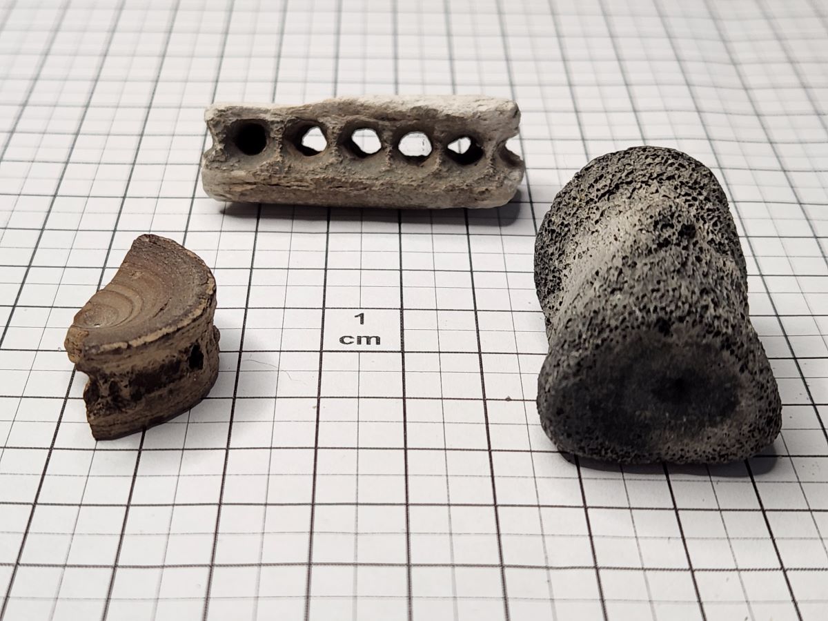 Shark vertebra, Unknown vertebra, and a dolphin jaw fragment? - Fossil ...