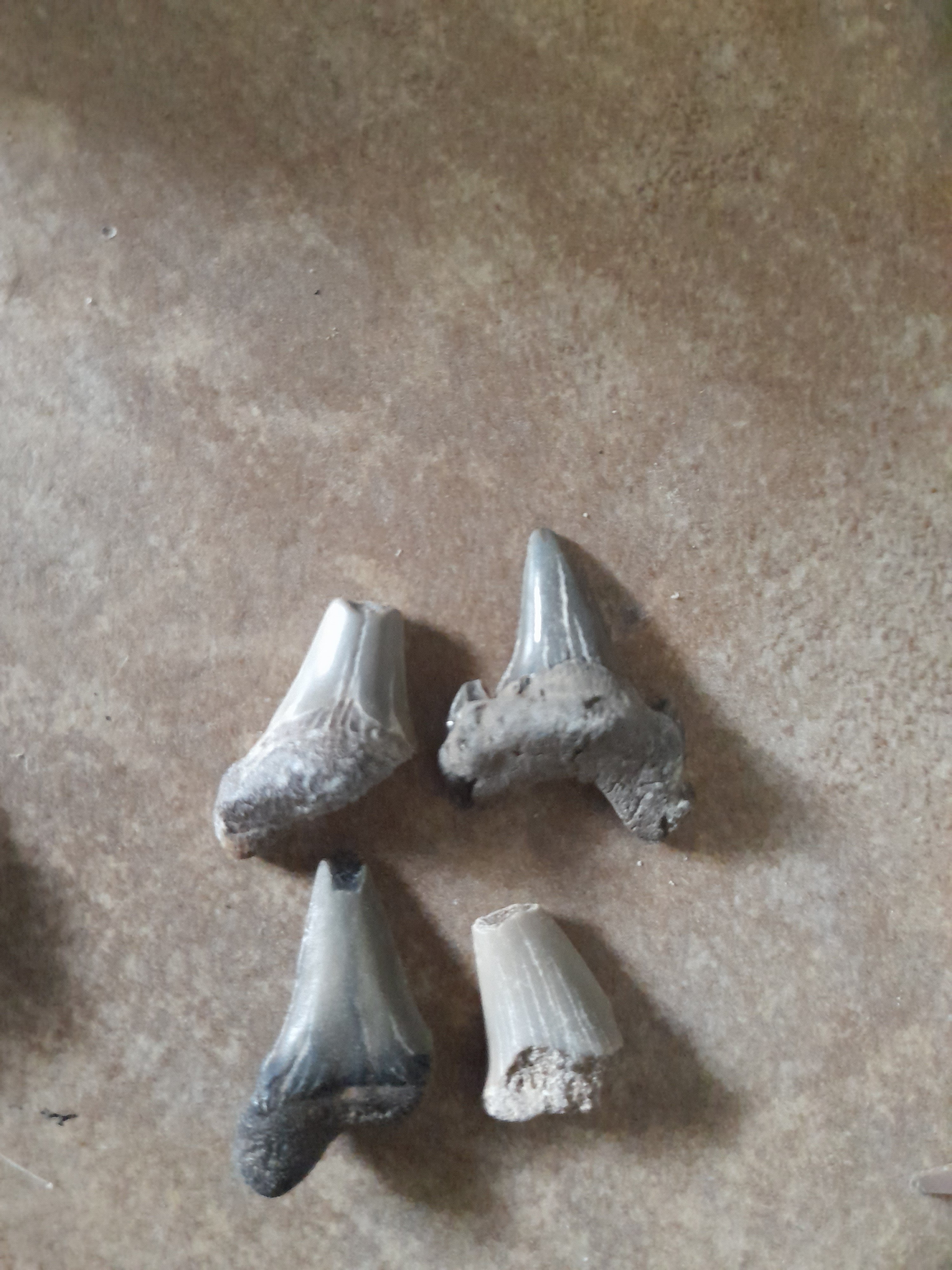Middle cretaceous teeth ID - Fossil ID - The Fossil Forum