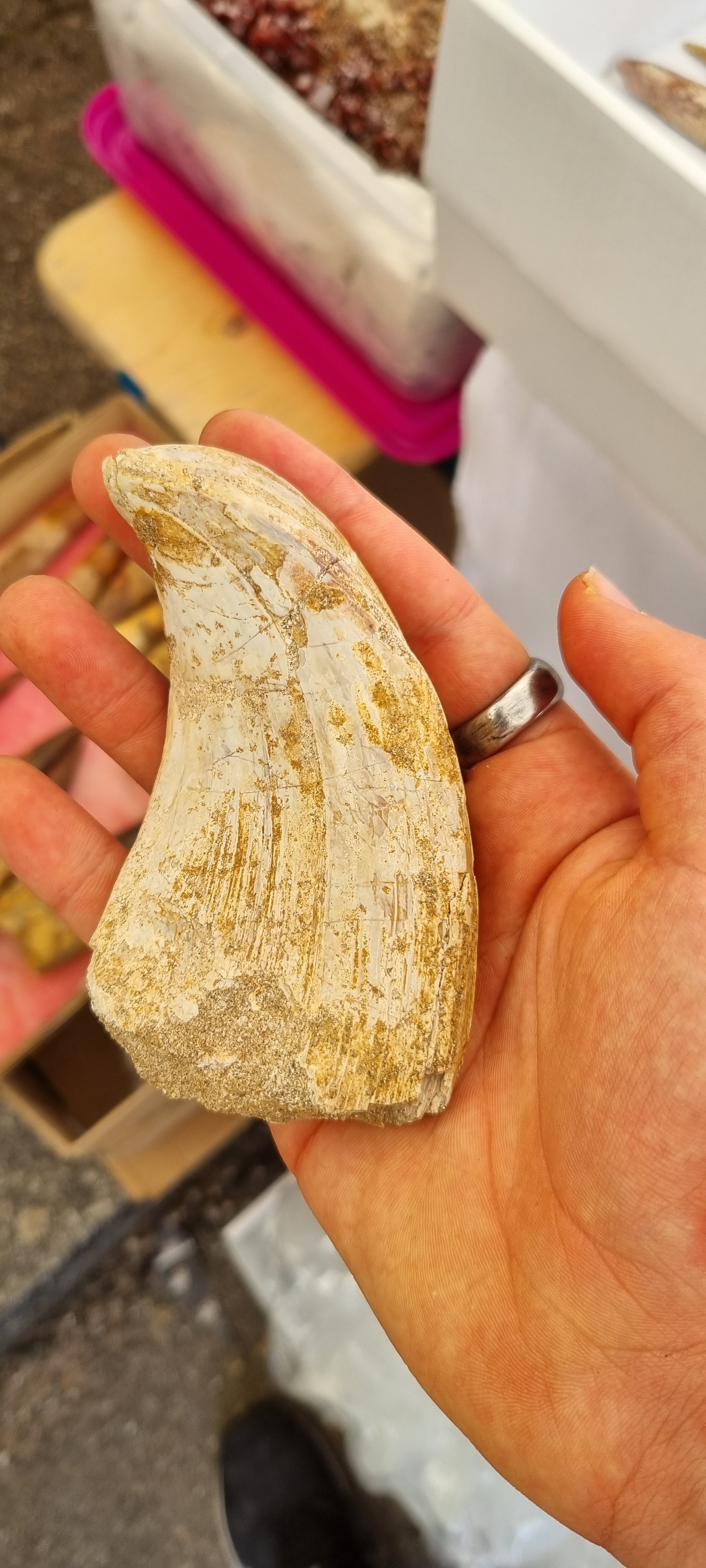 What is this fossil? From Morocco - Fossil ID - The Fossil Forum