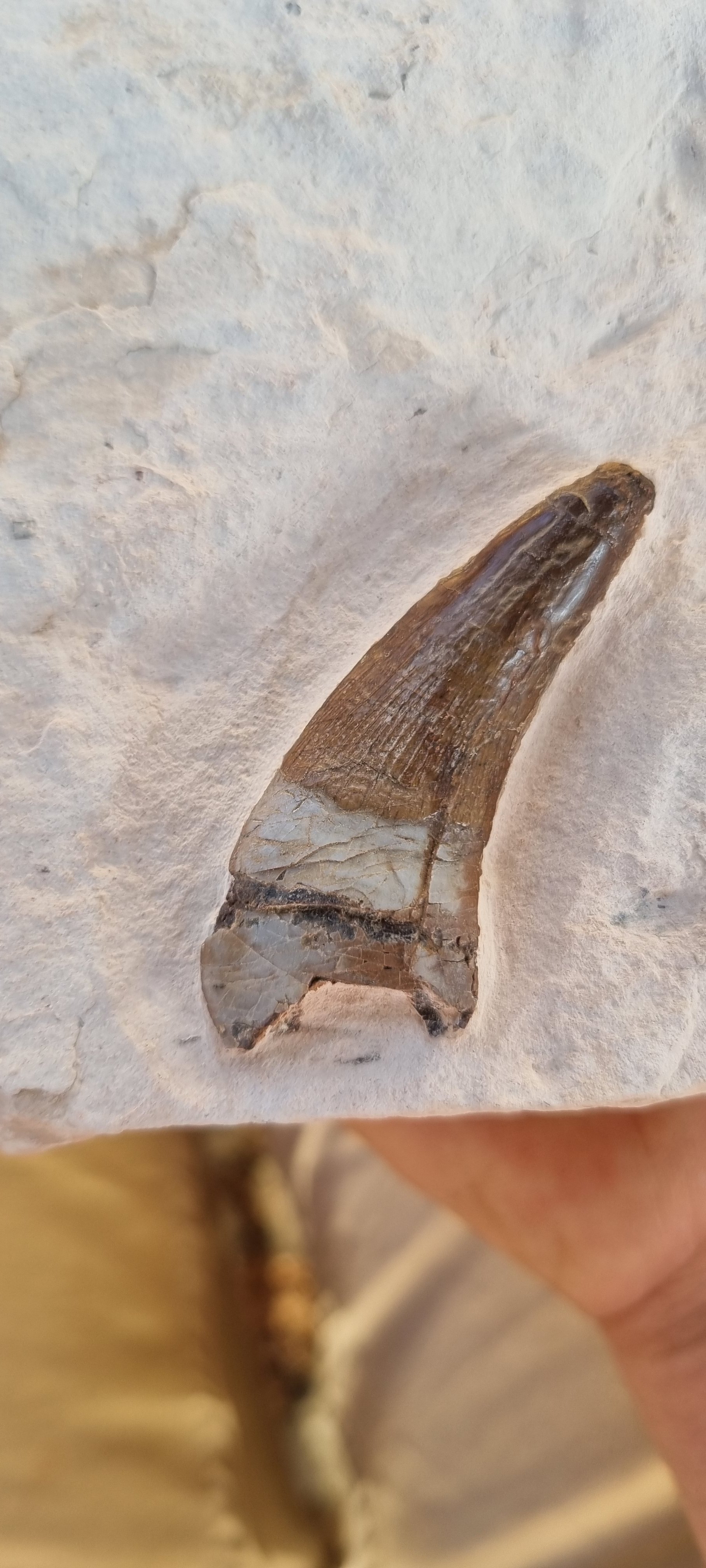 Pliosaur tooth - Fossil ID - The Fossil Forum