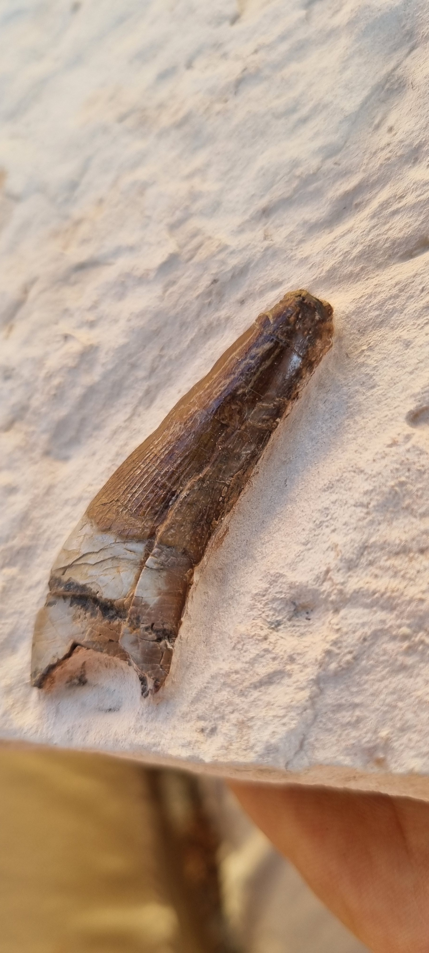 Pliosaur tooth - Fossil ID - The Fossil Forum