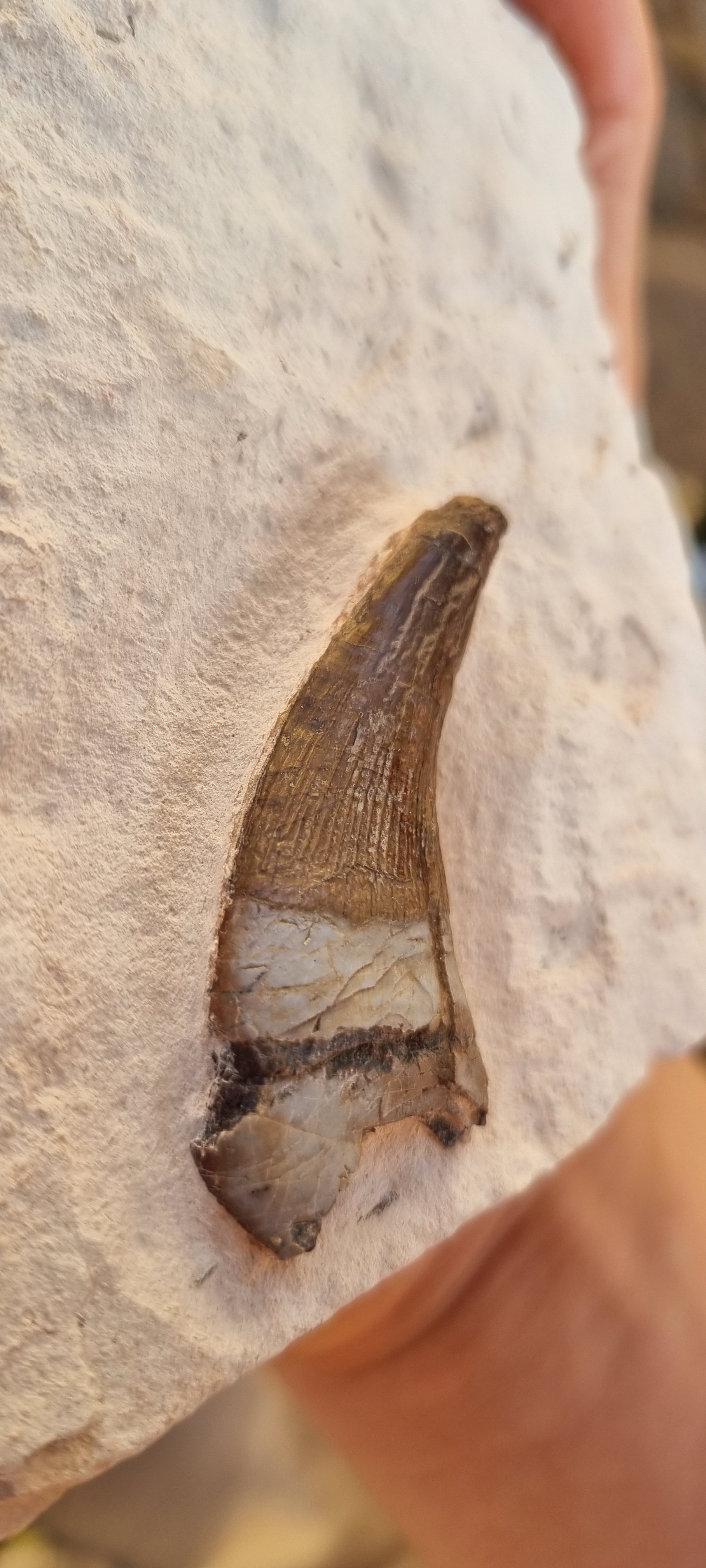 Pliosaur tooth - Fossil ID - The Fossil Forum