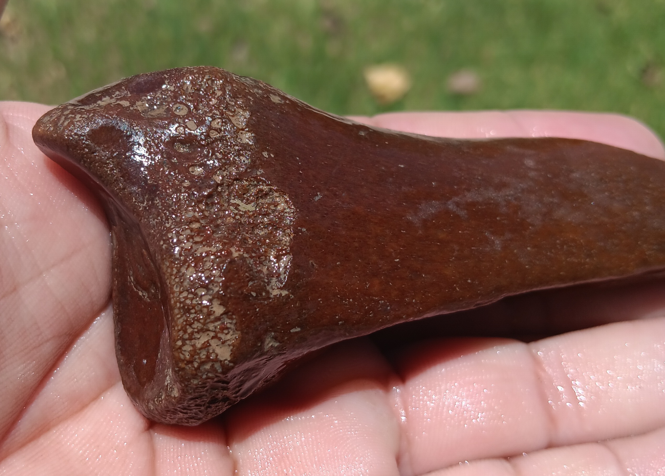 SE Texas - Bone with singular articulating surface - Fossil ID - The ...