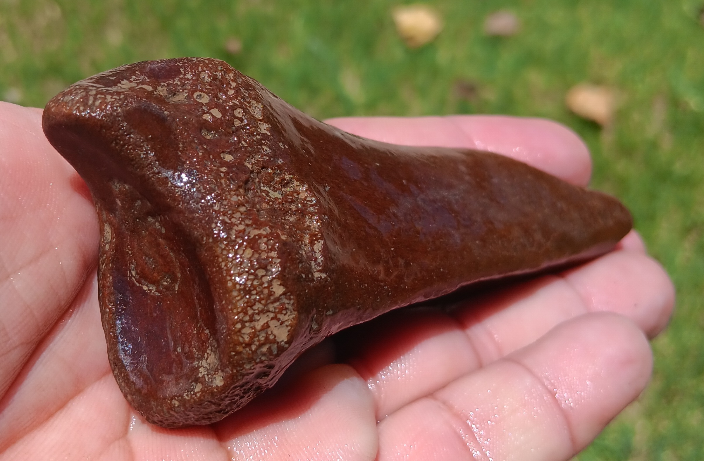 SE Texas - Bone with singular articulating surface - Fossil ID - The ...