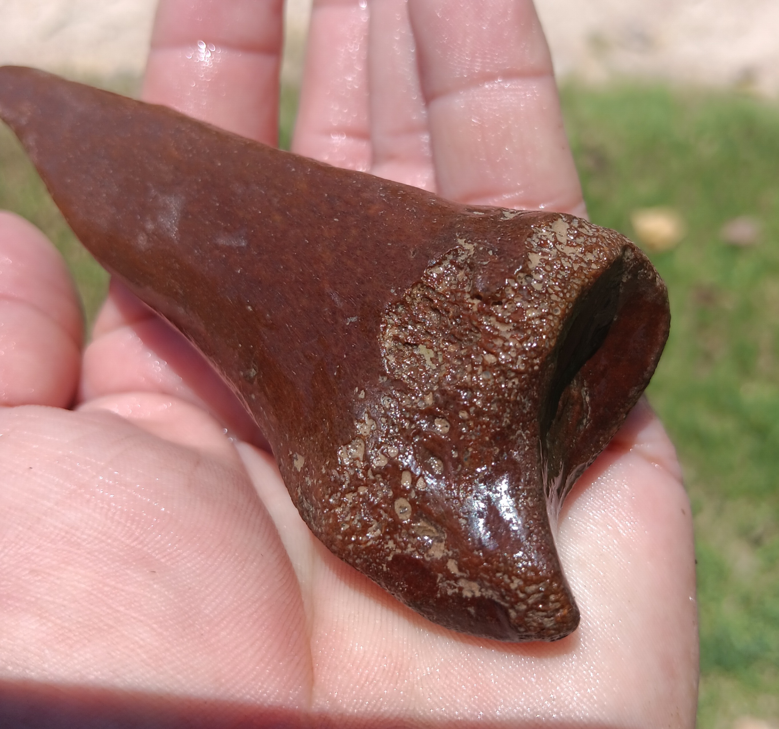 SE Texas - Bone with singular articulating surface - Fossil ID - The ...