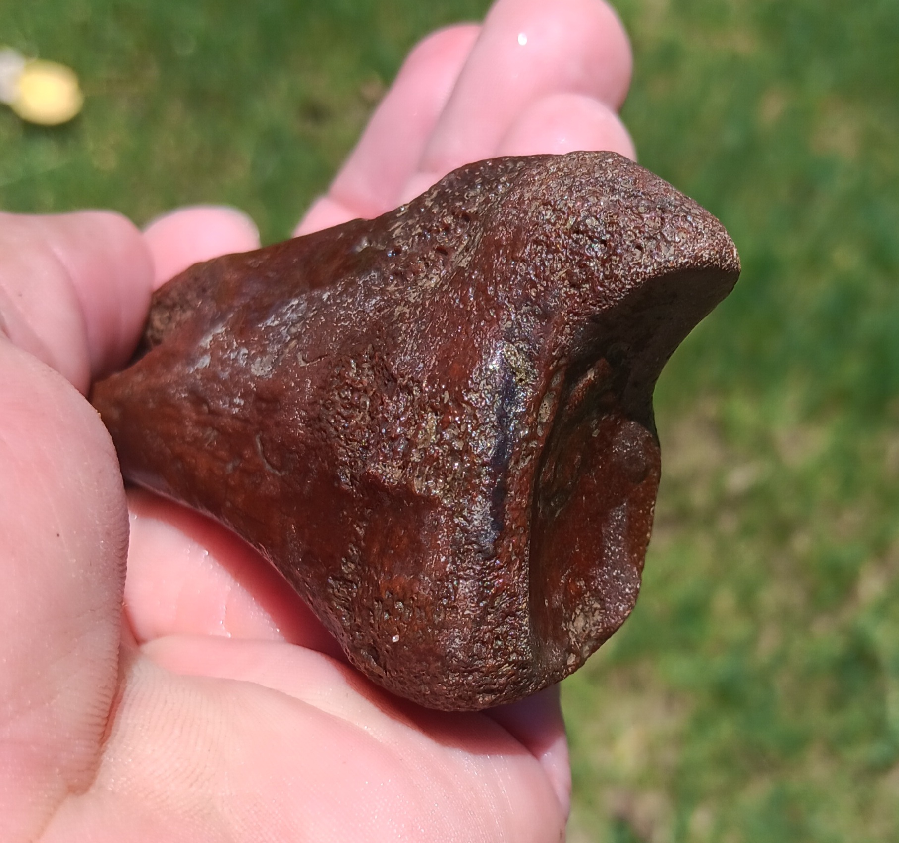 SE Texas - Bone with singular articulating surface - Fossil ID - The ...