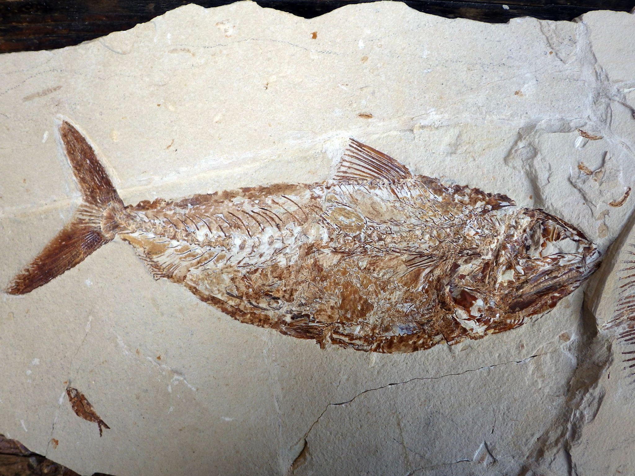 Fish from Lebanon - Fossil ID - The Fossil Forum