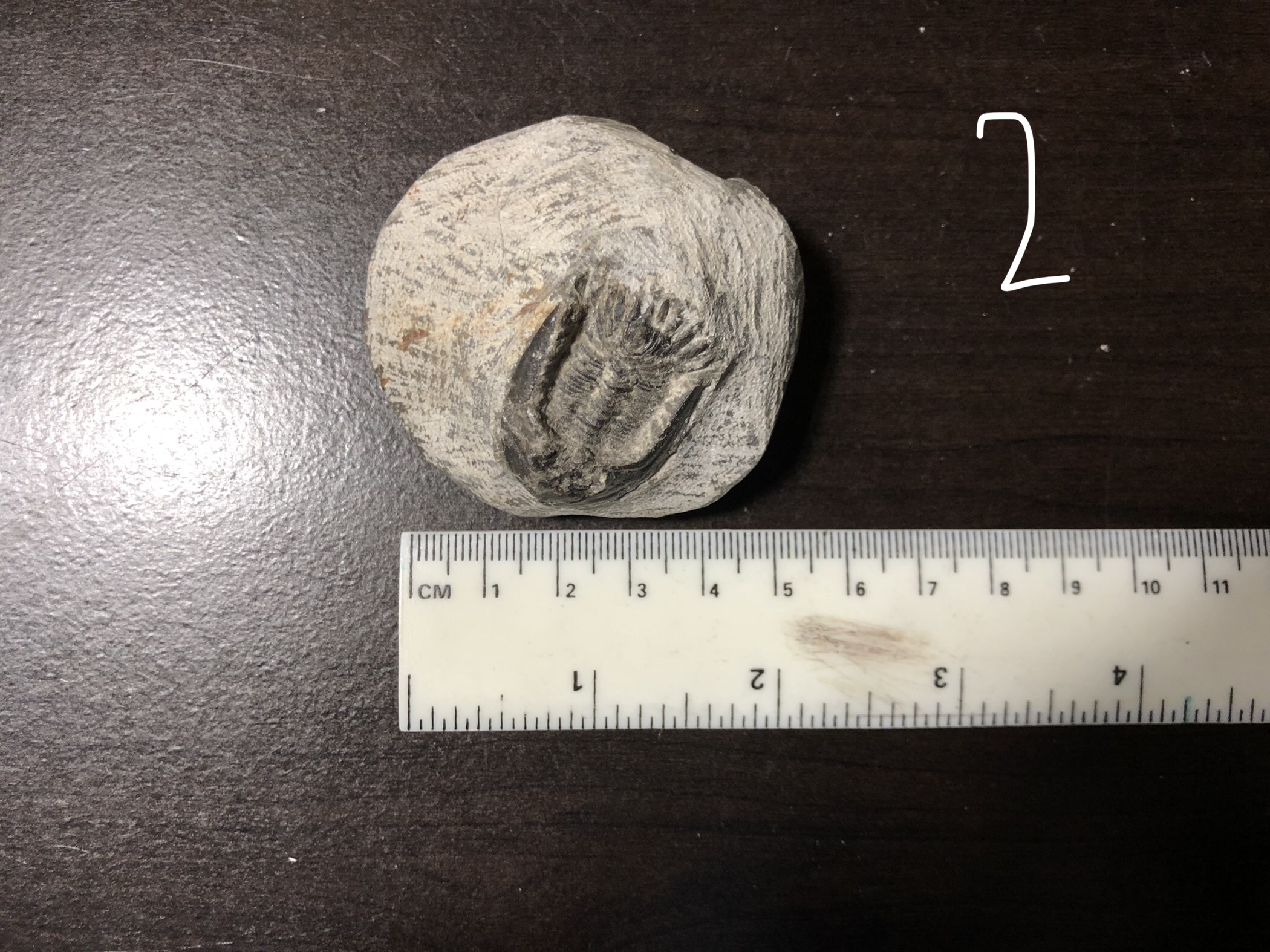 Identification Help - Fossil ID - The Fossil Forum