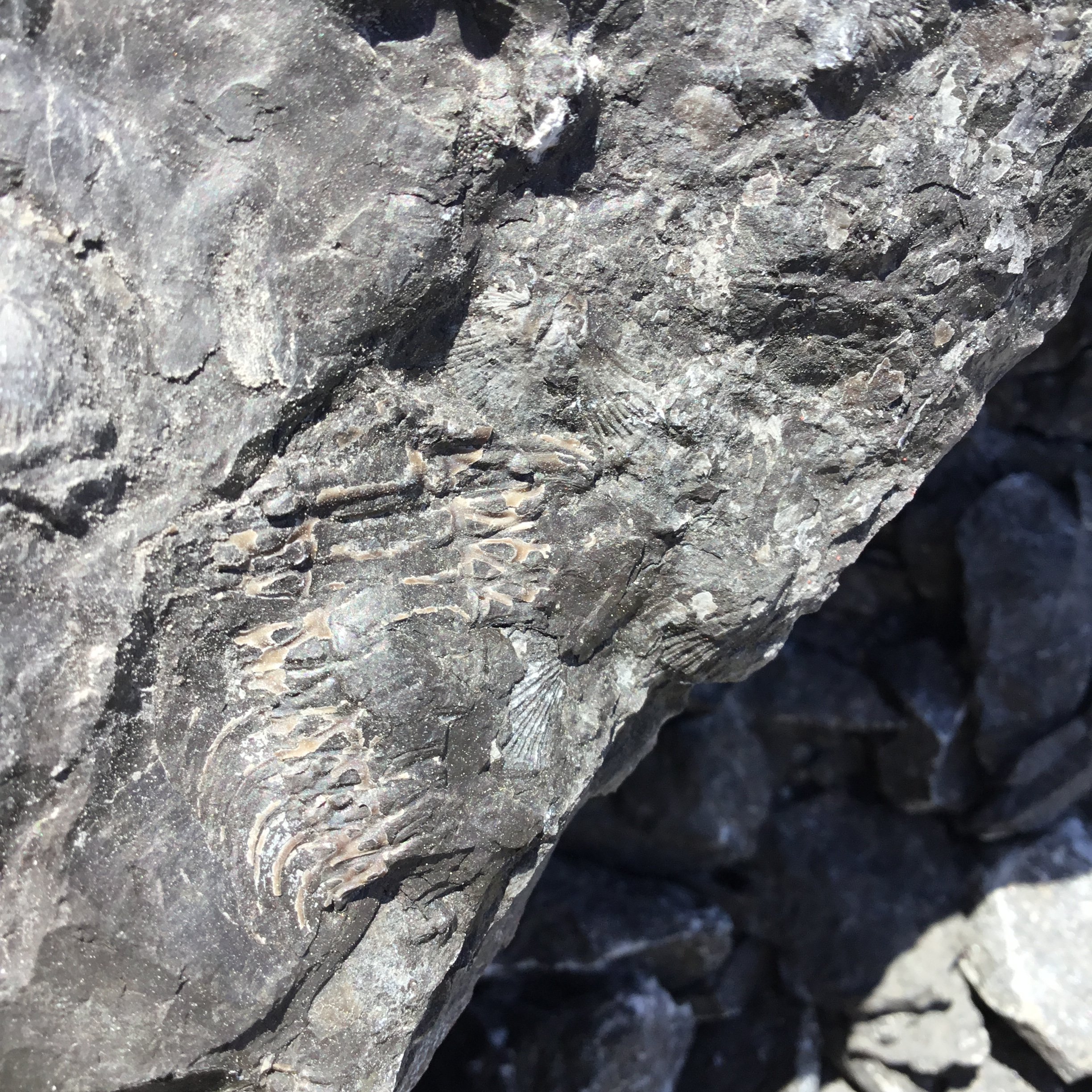 Two Weeks in the Ordovician - Fossil Hunting Trips - The Fossil Forum