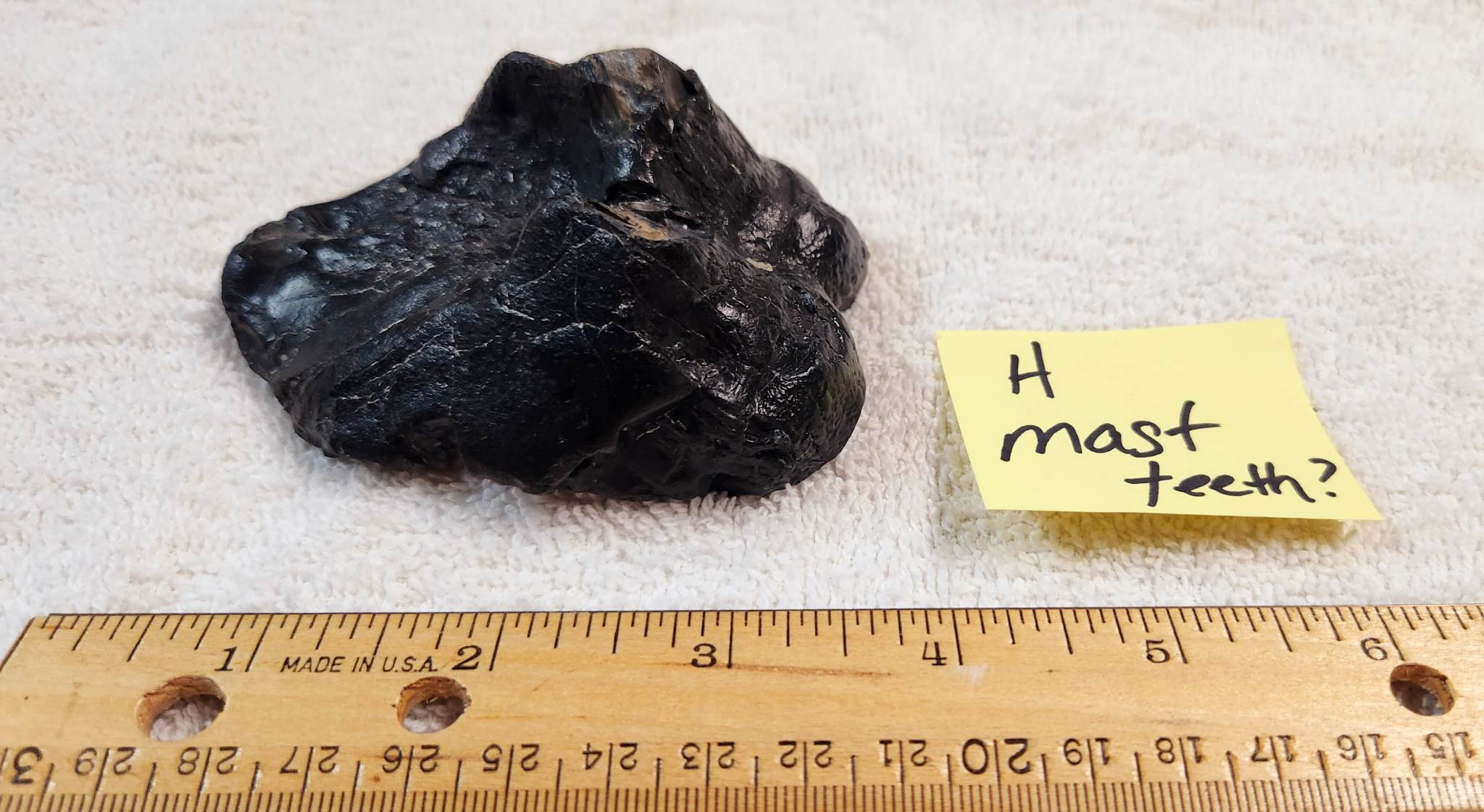 Mastodon tooth? - Fossil ID - The Fossil Forum