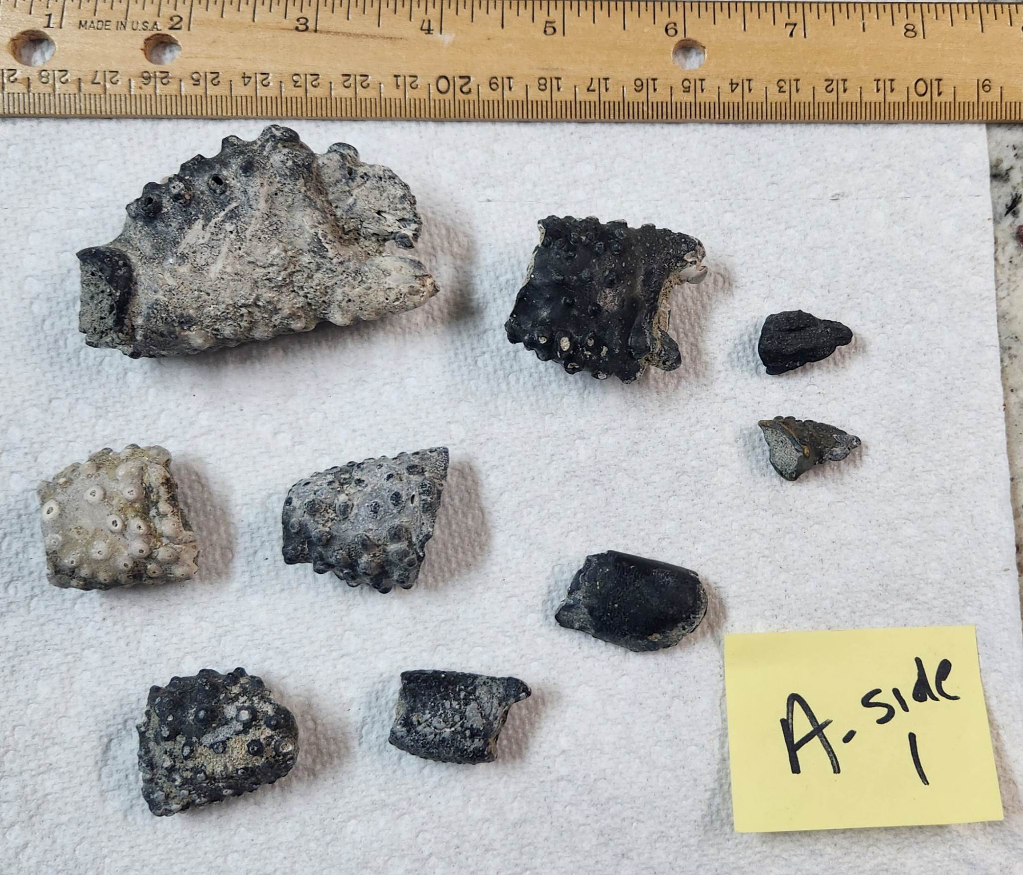 PEE DEE Formation crab claw fossils - Fossil Hunting Trips - The Fossil ...