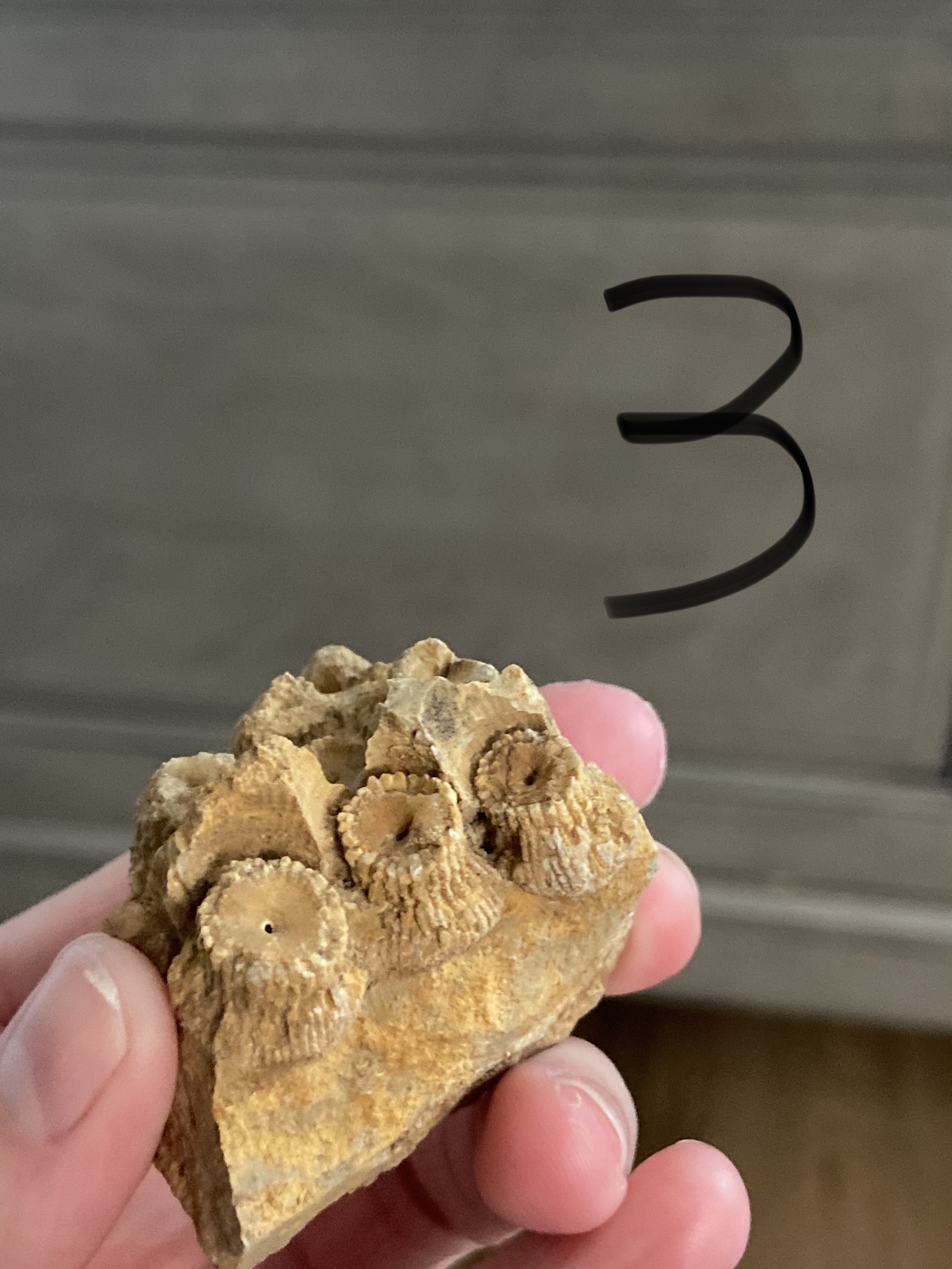 Coral fossils in Tennessee - Fossil ID - The Fossil Forum