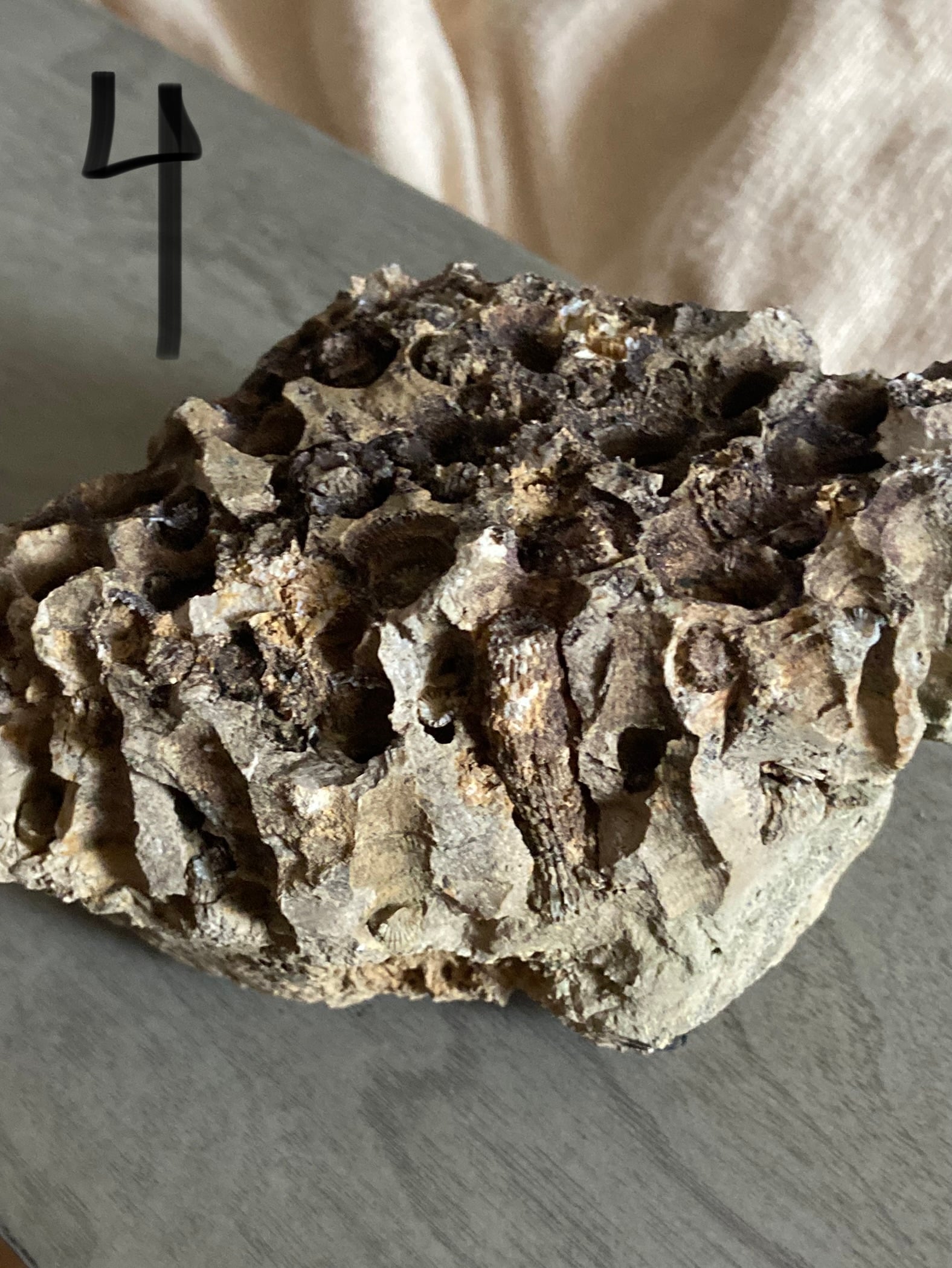 Coral fossils in Tennessee - Fossil ID - The Fossil Forum