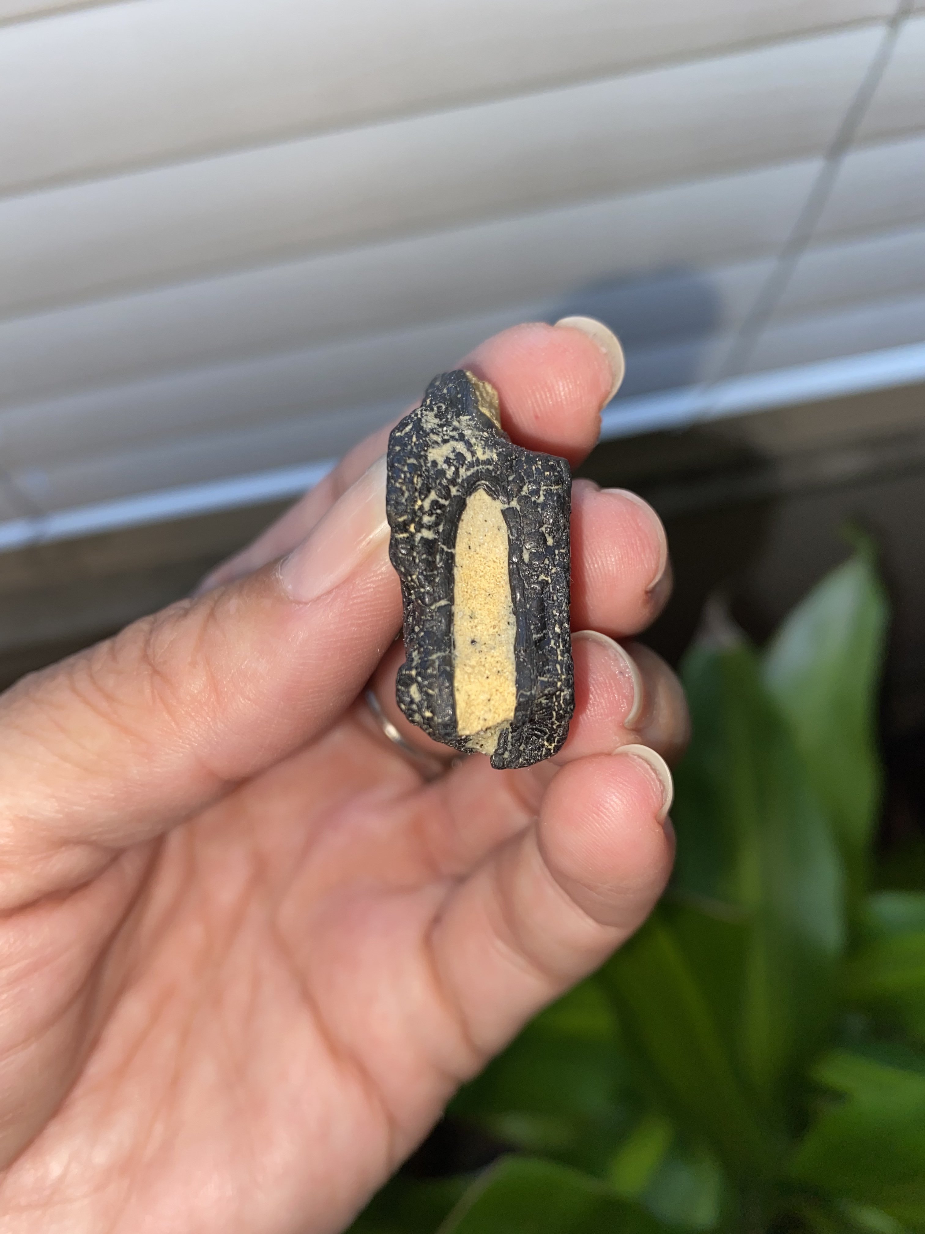 Small Florida fossil with odd texture - Fossil ID - The Fossil Forum