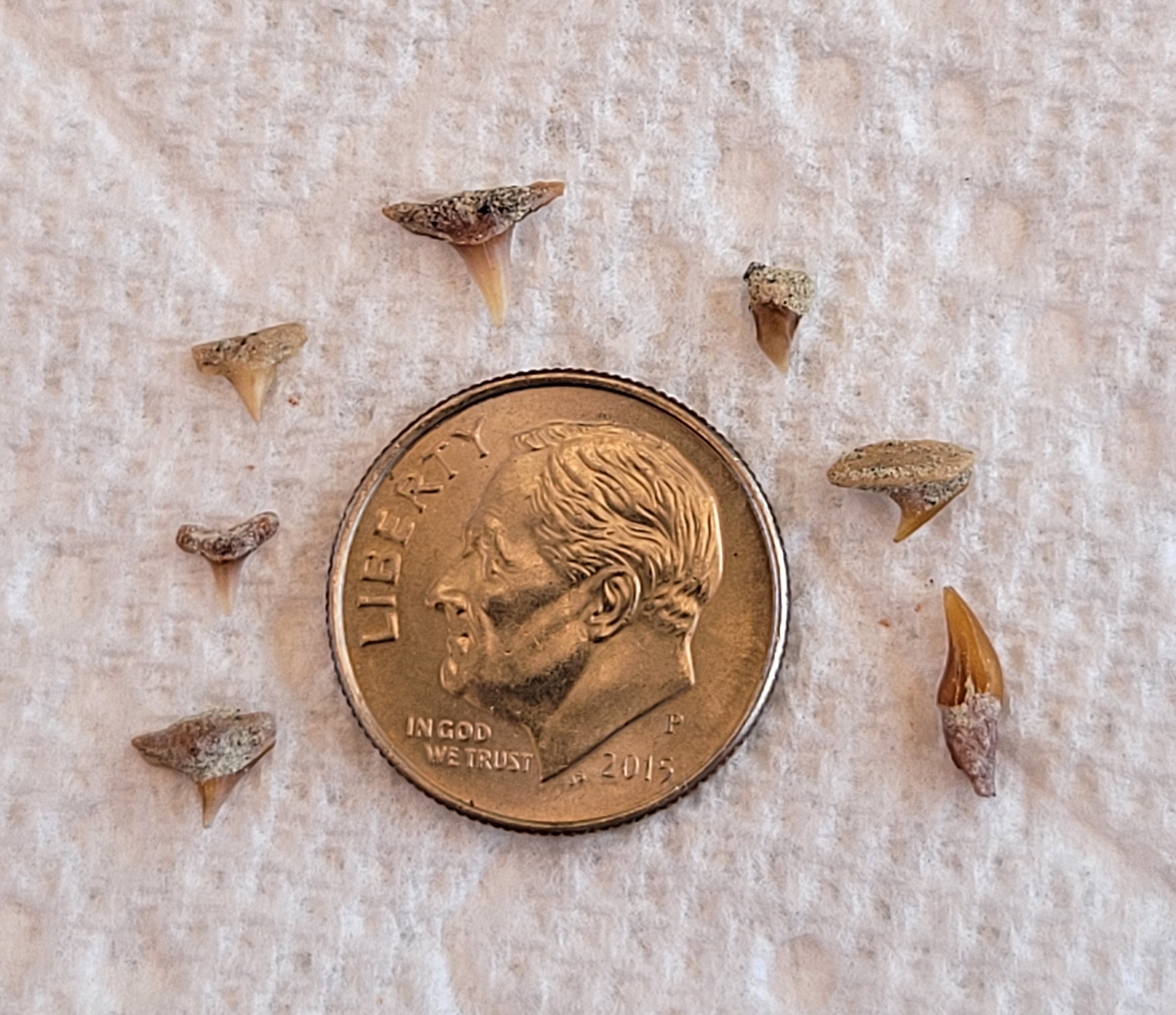 Sharktooth Hill Trip (Not Ernst Quarry) - Fossil Hunting Trips - The ...