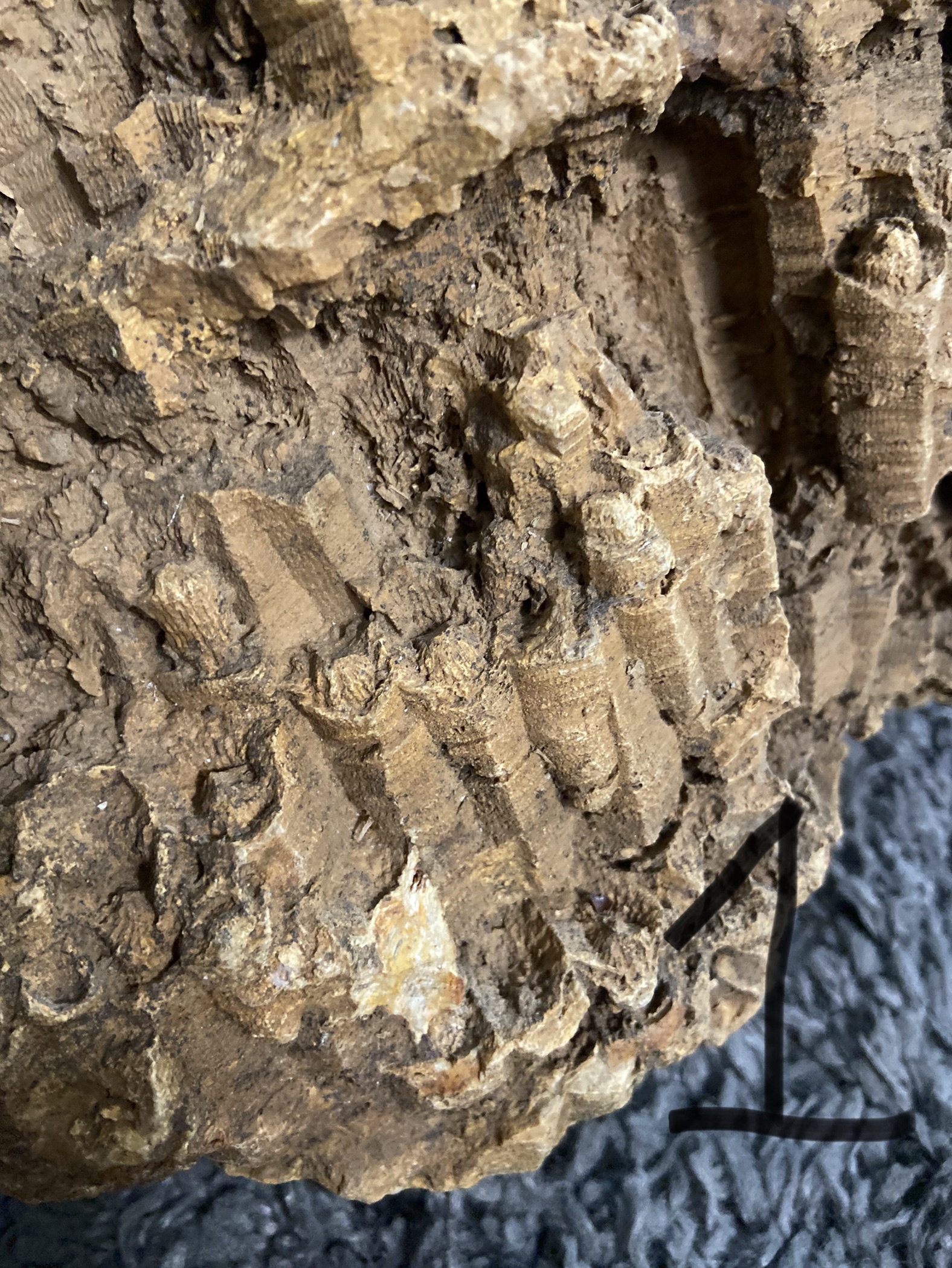 Coral fossils in Tennessee - Fossil ID - The Fossil Forum