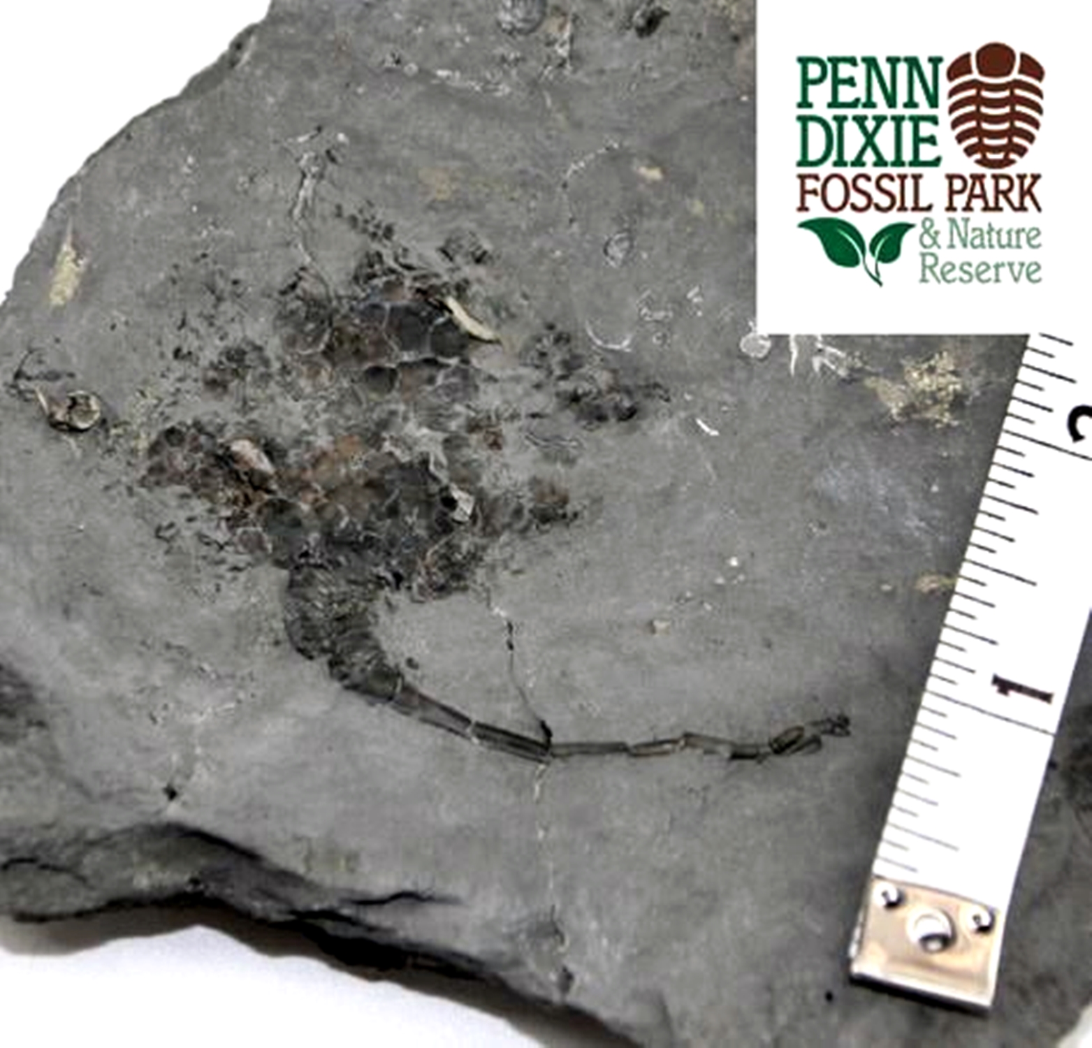 Never before found at Penn Dixie. They can now add Carpoids to their ...