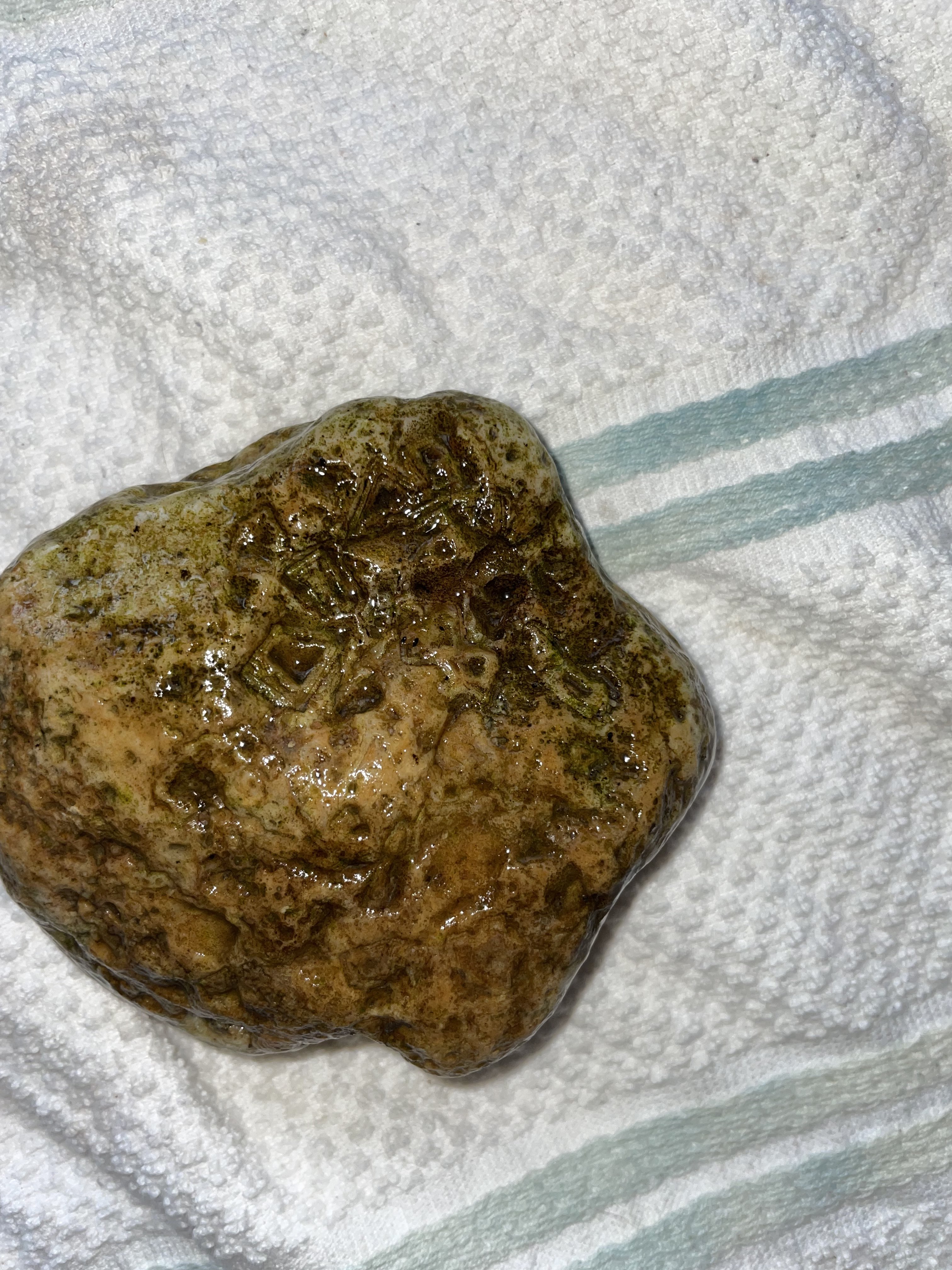 Rock with triangle and square markings - Fossil ID - The Fossil Forum