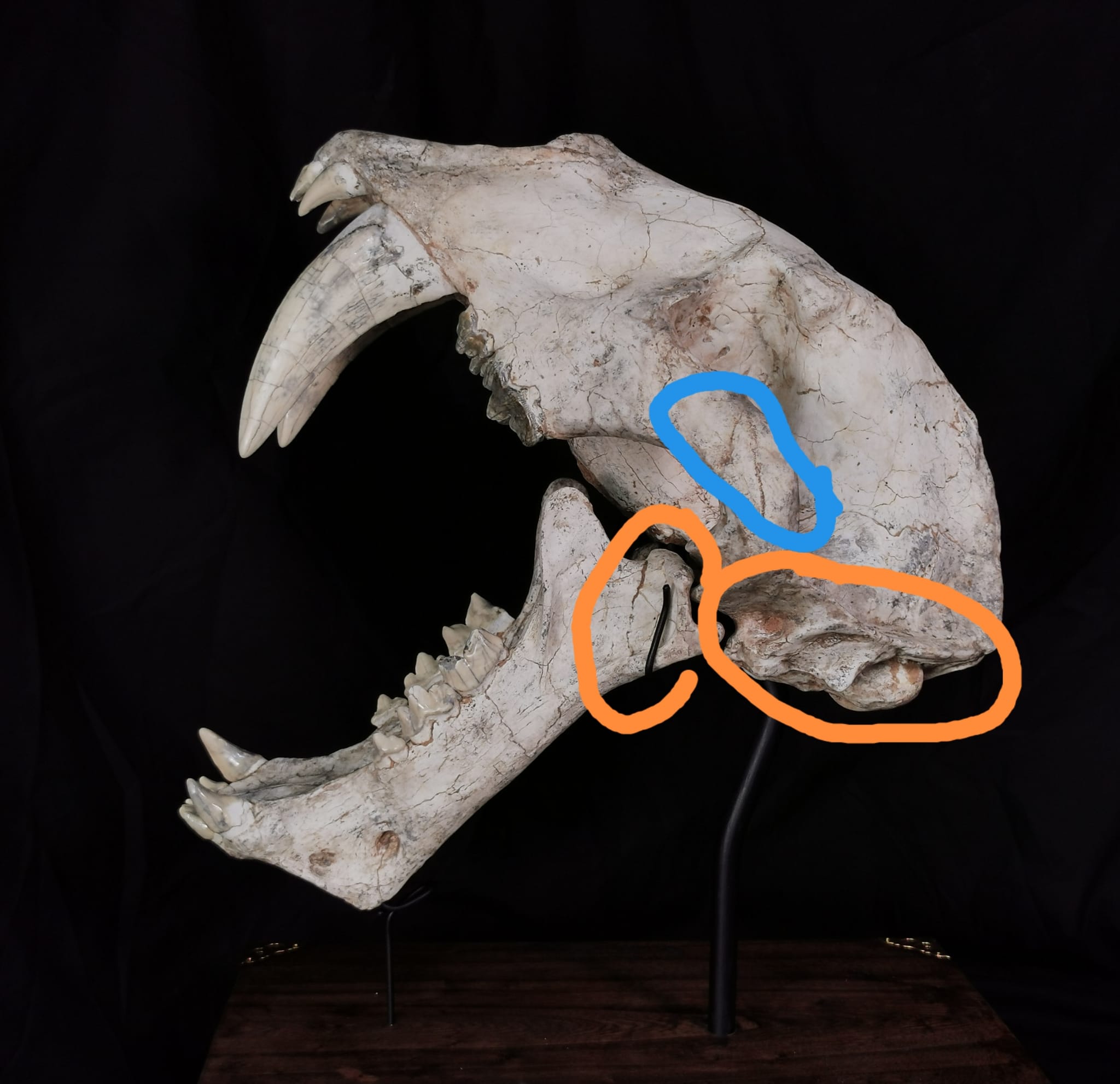 Real saber tooth skull? - Page 2 - Is It Real? How to Recognize Fossil ...