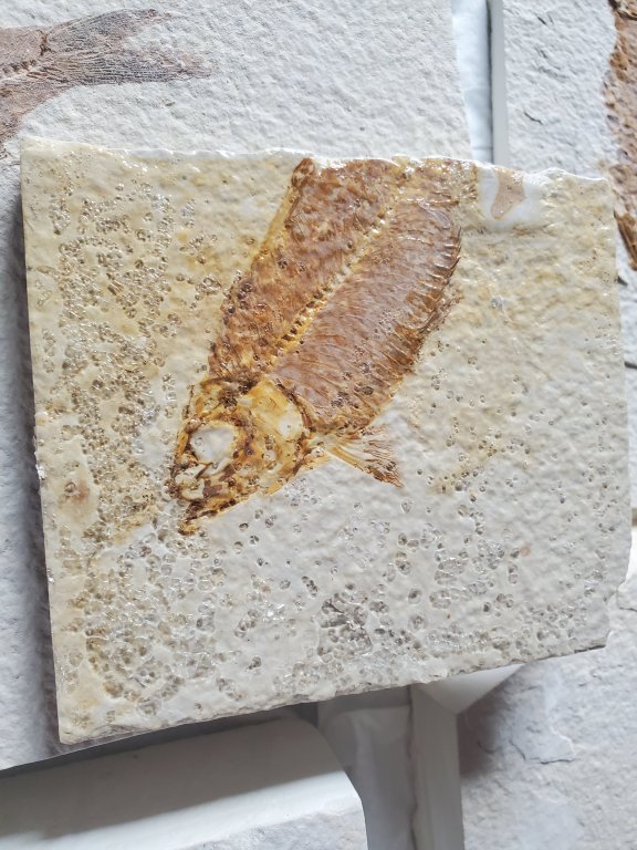 First experiment with Acetone/Butvar-76 - Fossil Preparation - The ...