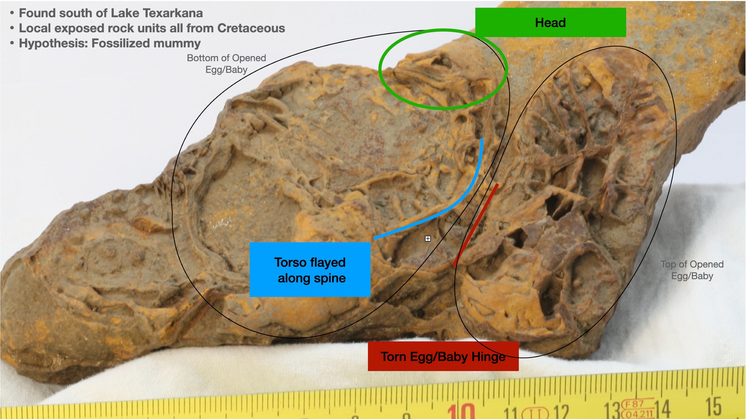 Texas Cretaceous: Nearly complete mummified body, or random concretion ...
