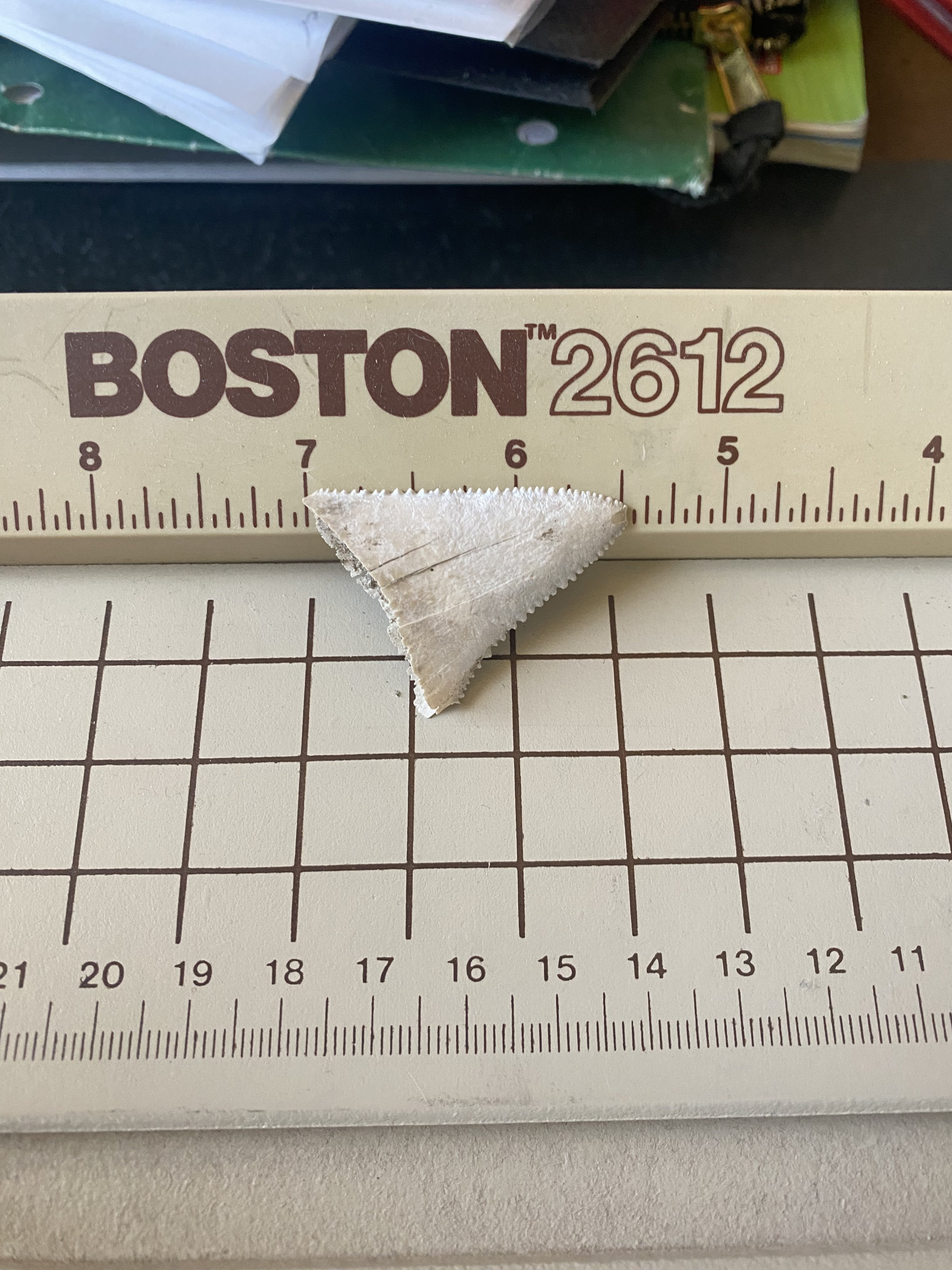 Great White Fossil Tooth - Fossil ID - The Fossil Forum