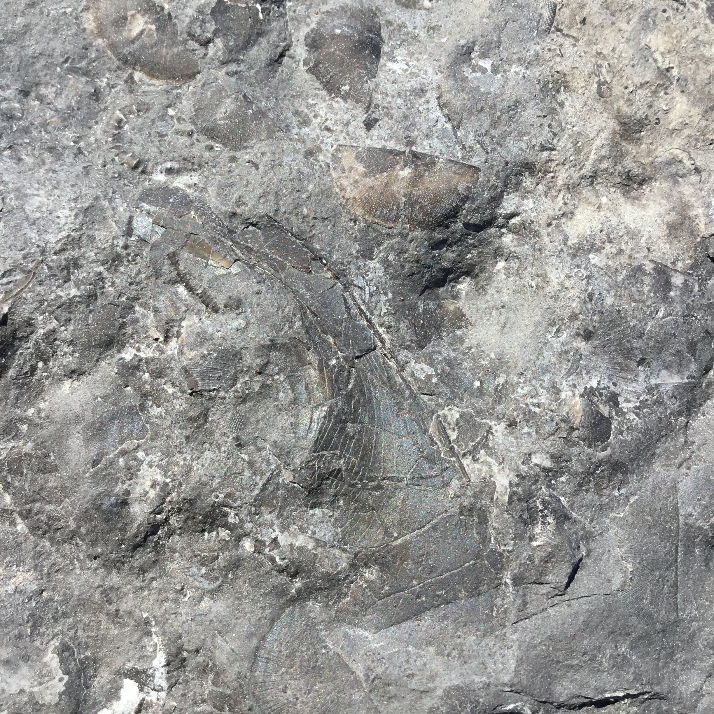 Two Weeks in the Ordovician - Fossil Hunting Trips - The Fossil Forum