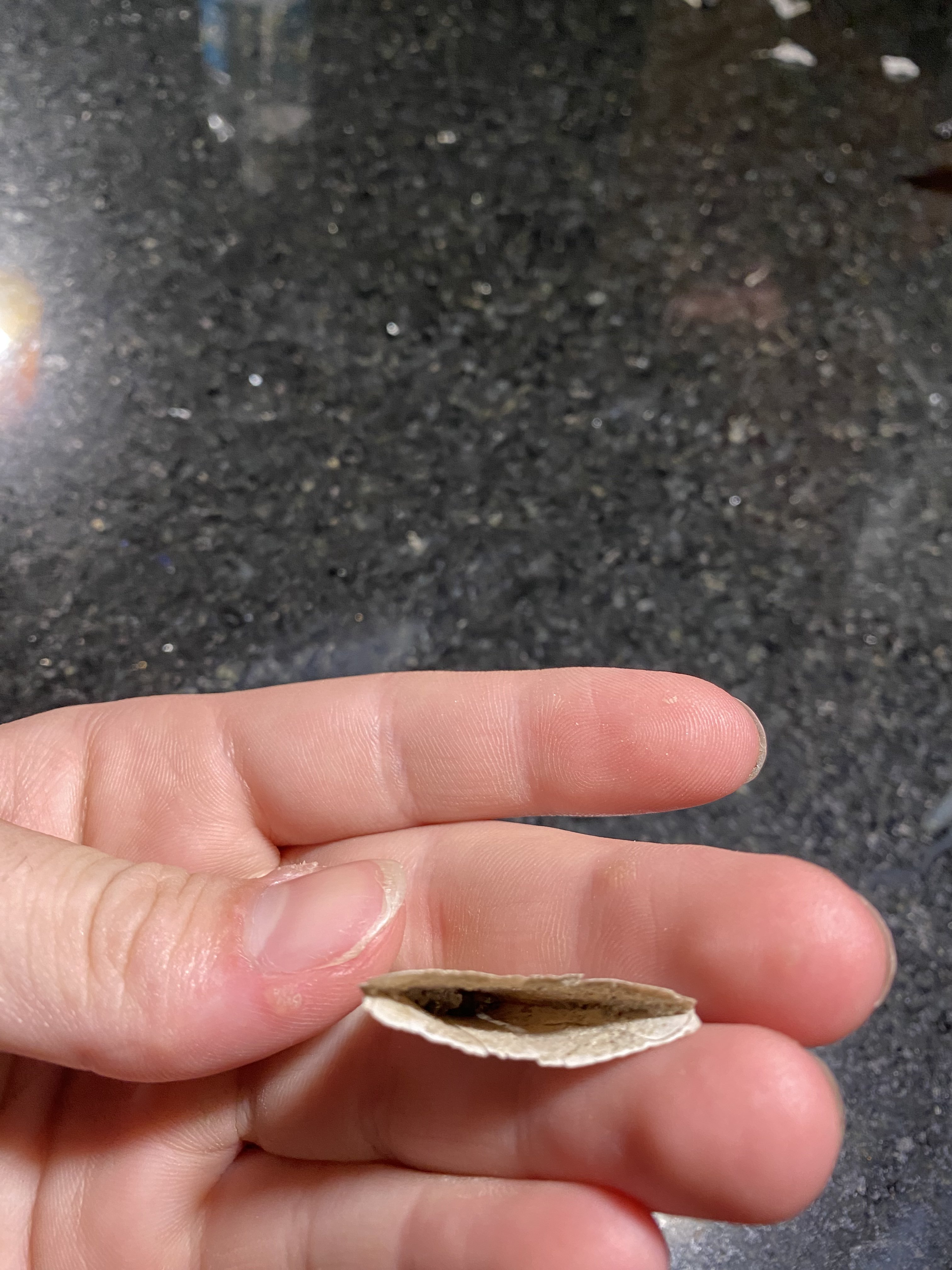 Great White Fossil Tooth - Fossil ID - The Fossil Forum