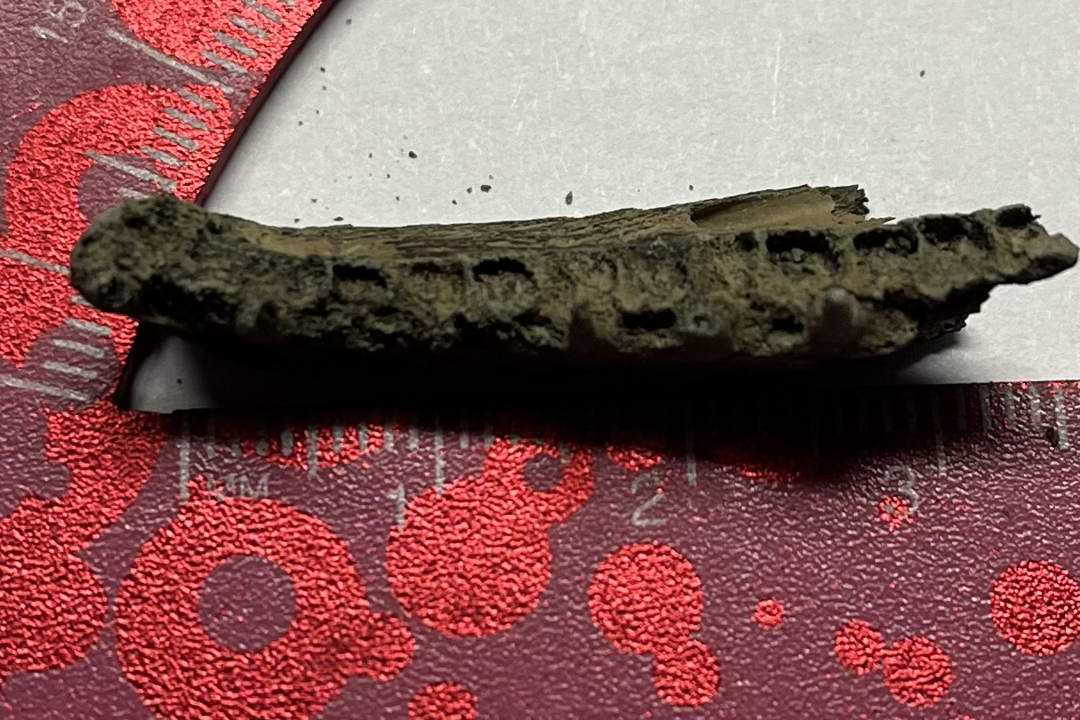 Angler fish - Fossil ID - The Fossil Forum