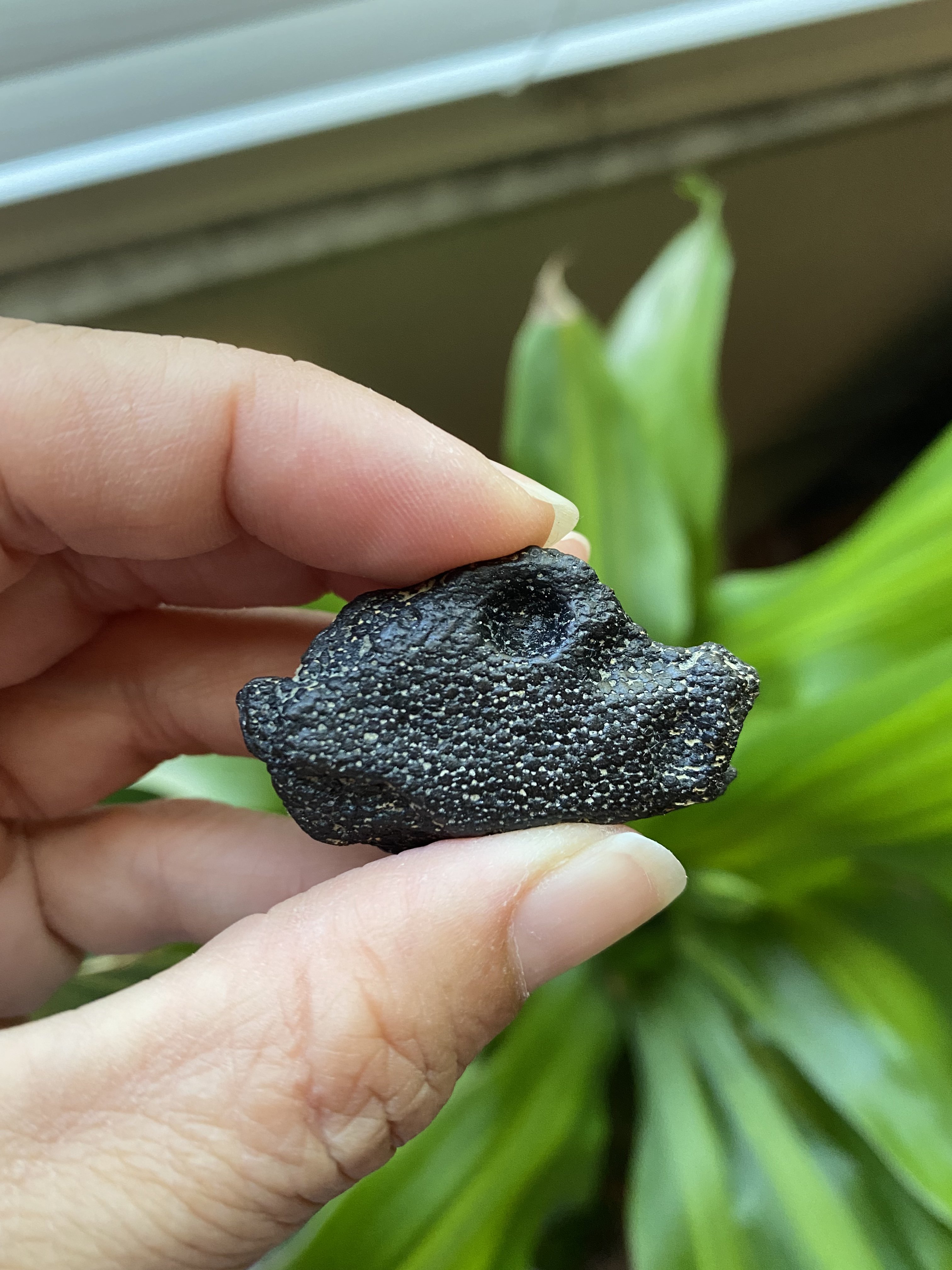 Small Florida fossil with odd texture - Fossil ID - The Fossil Forum