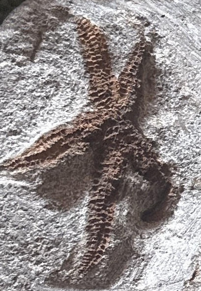 italian mineral show fossil - Is It Real? How to Recognize Fossil ...