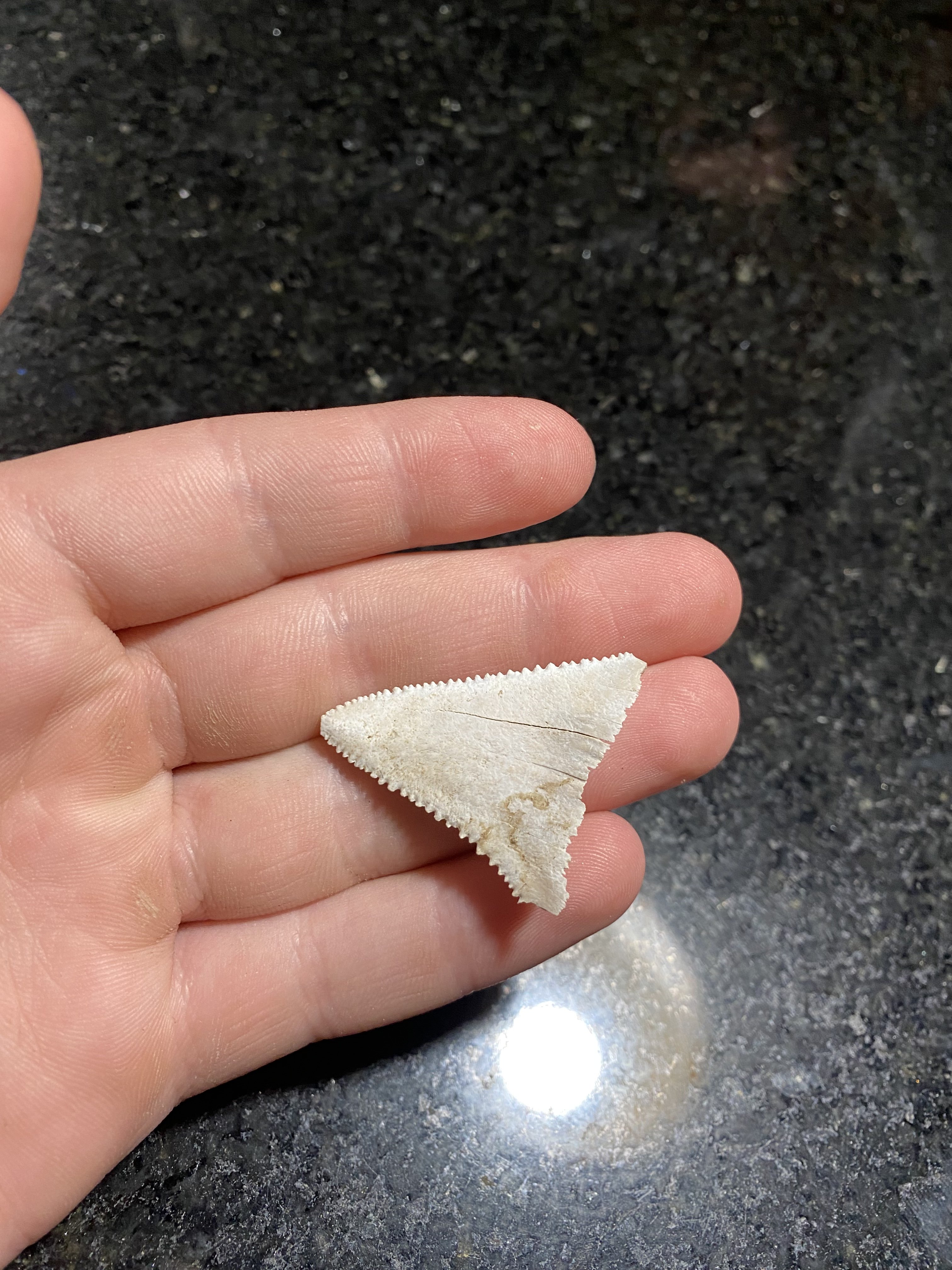 Great White Fossil Tooth - Fossil ID - The Fossil Forum
