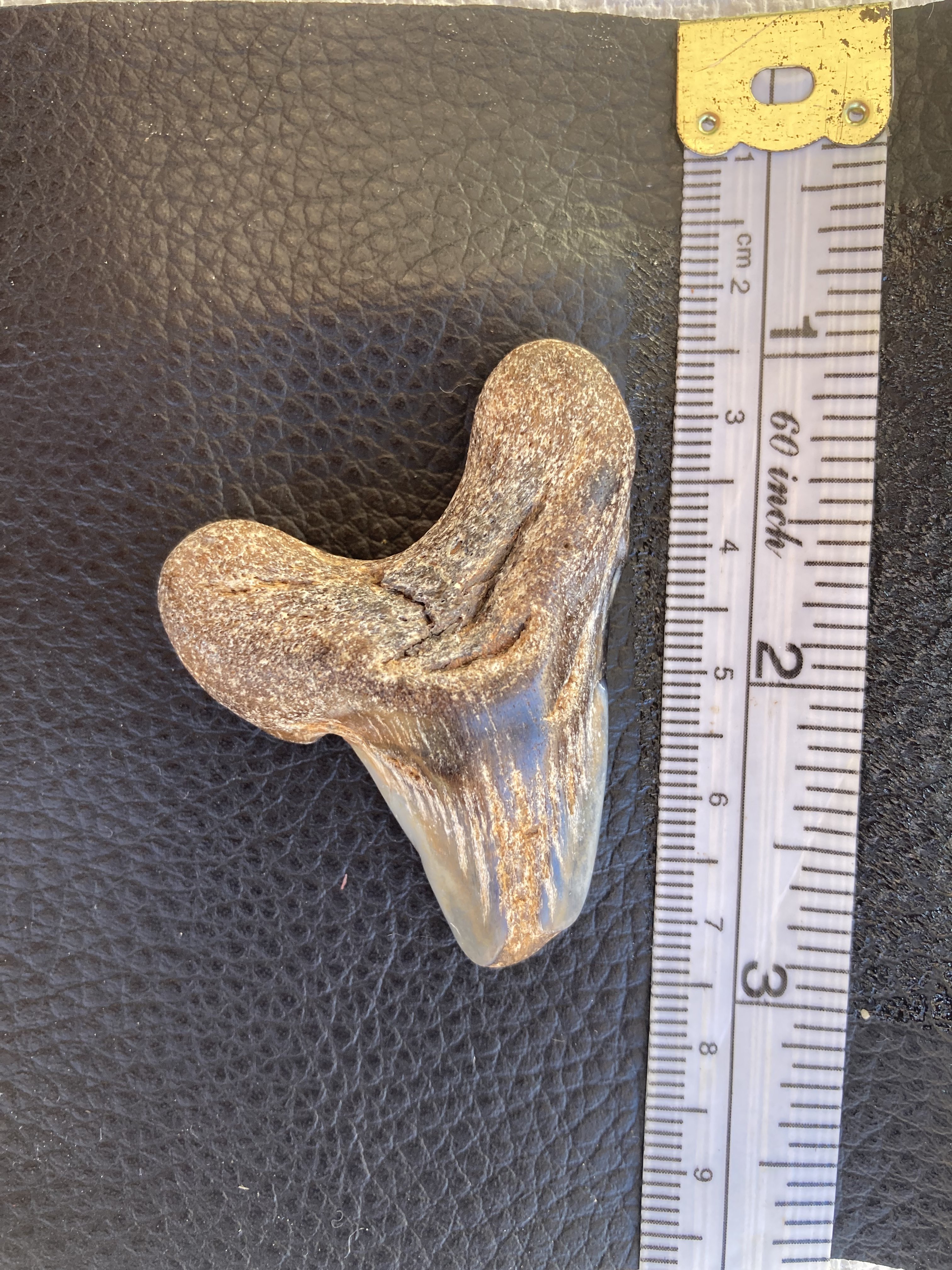 Tooth found at Shingle Street, Suffolk, UK - Fossil ID - The Fossil Forum