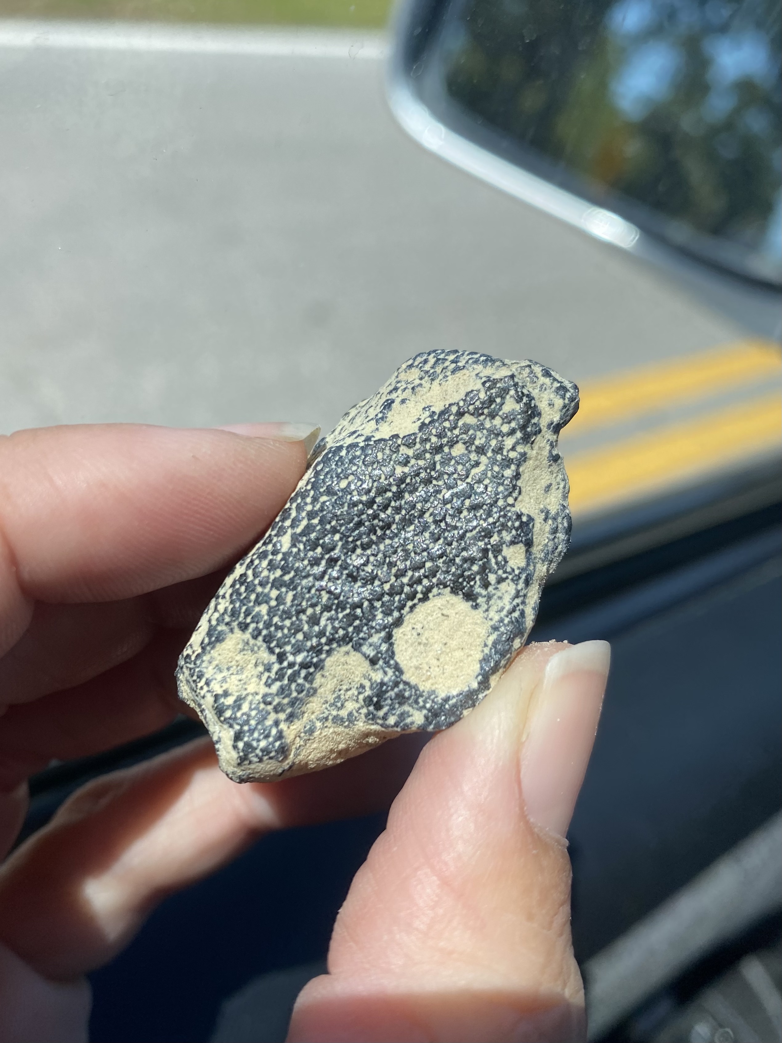 Small Florida fossil with odd texture - Fossil ID - The Fossil Forum