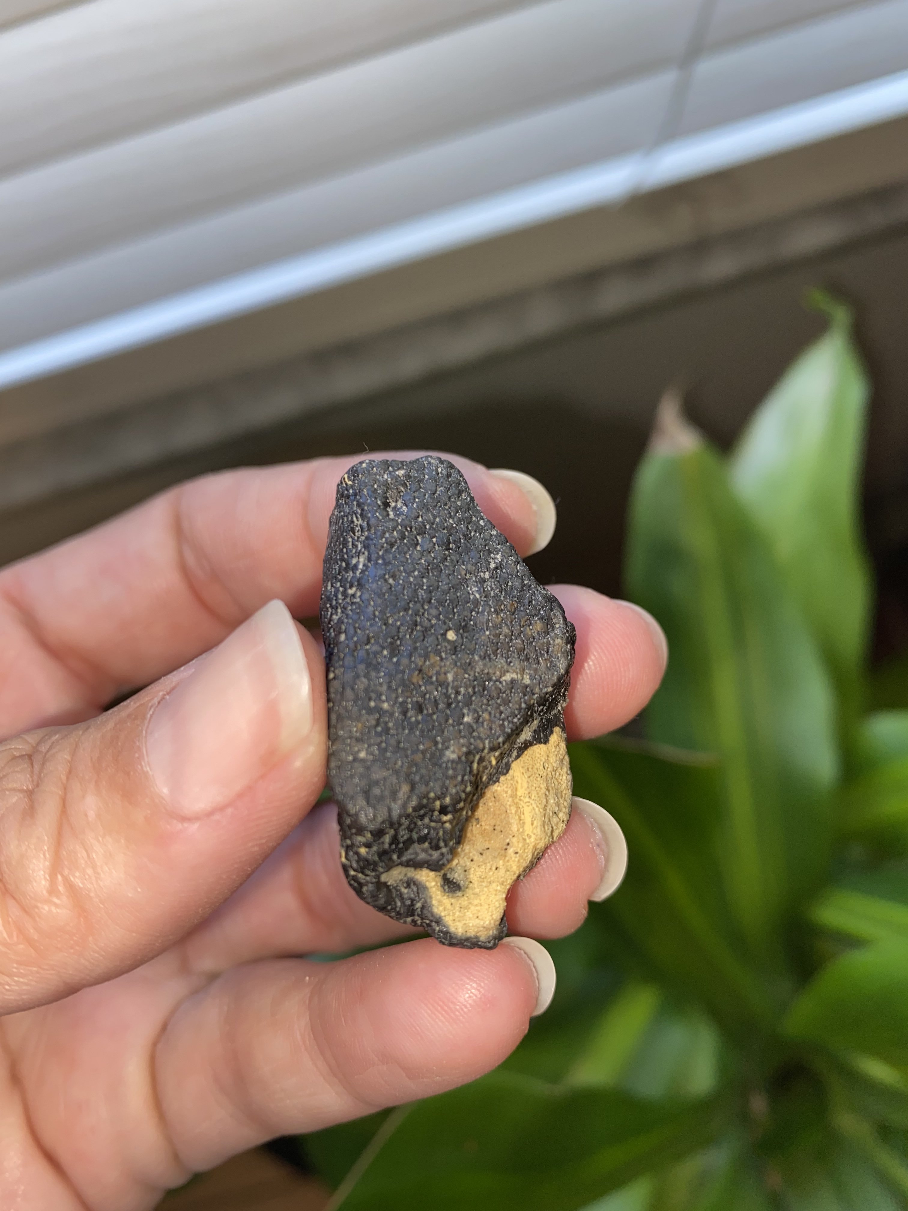 Small Florida fossil with odd texture - Fossil ID - The Fossil Forum