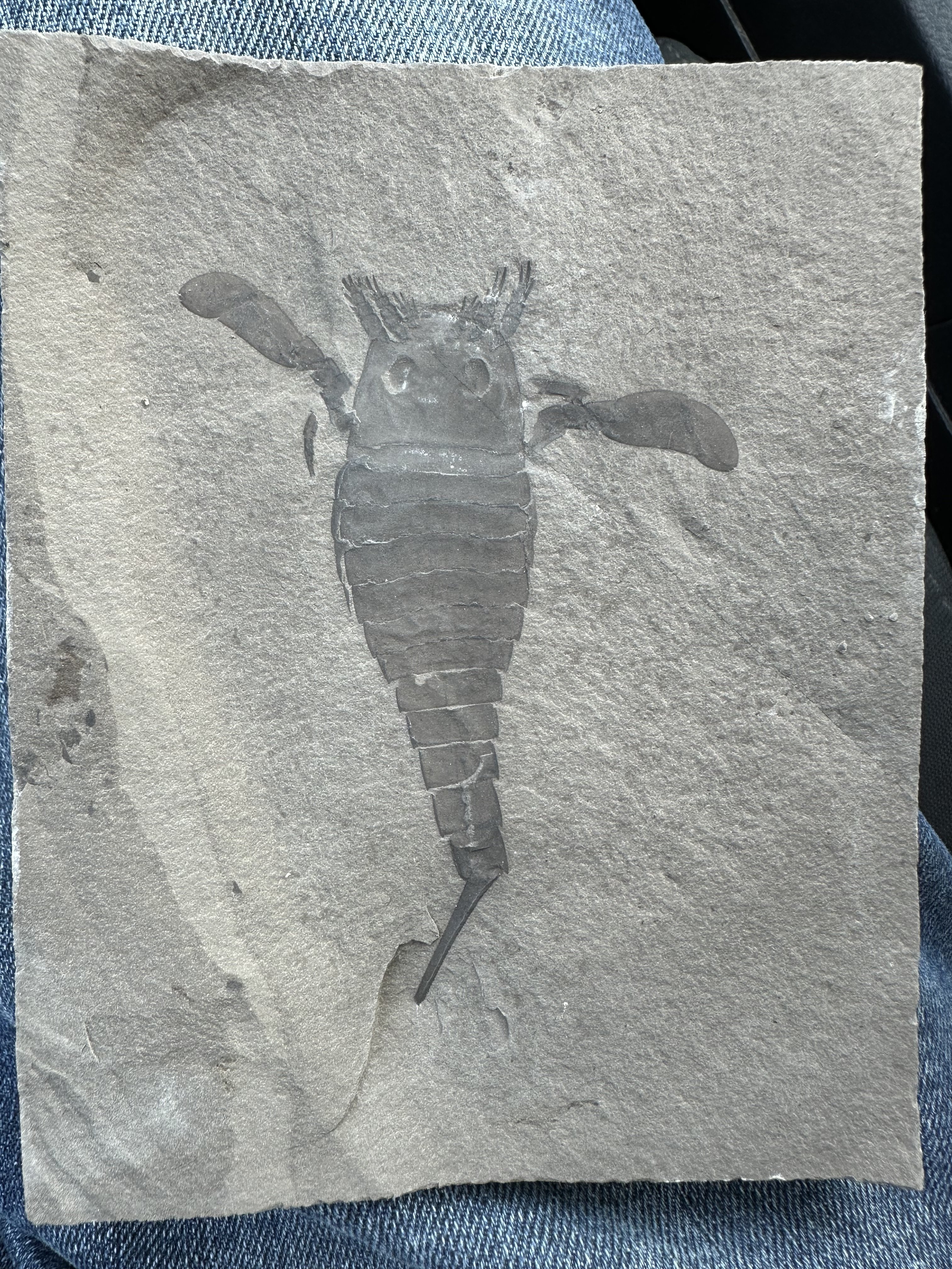 A day of Eurypterids - Fossil Hunting Trips - The Fossil Forum