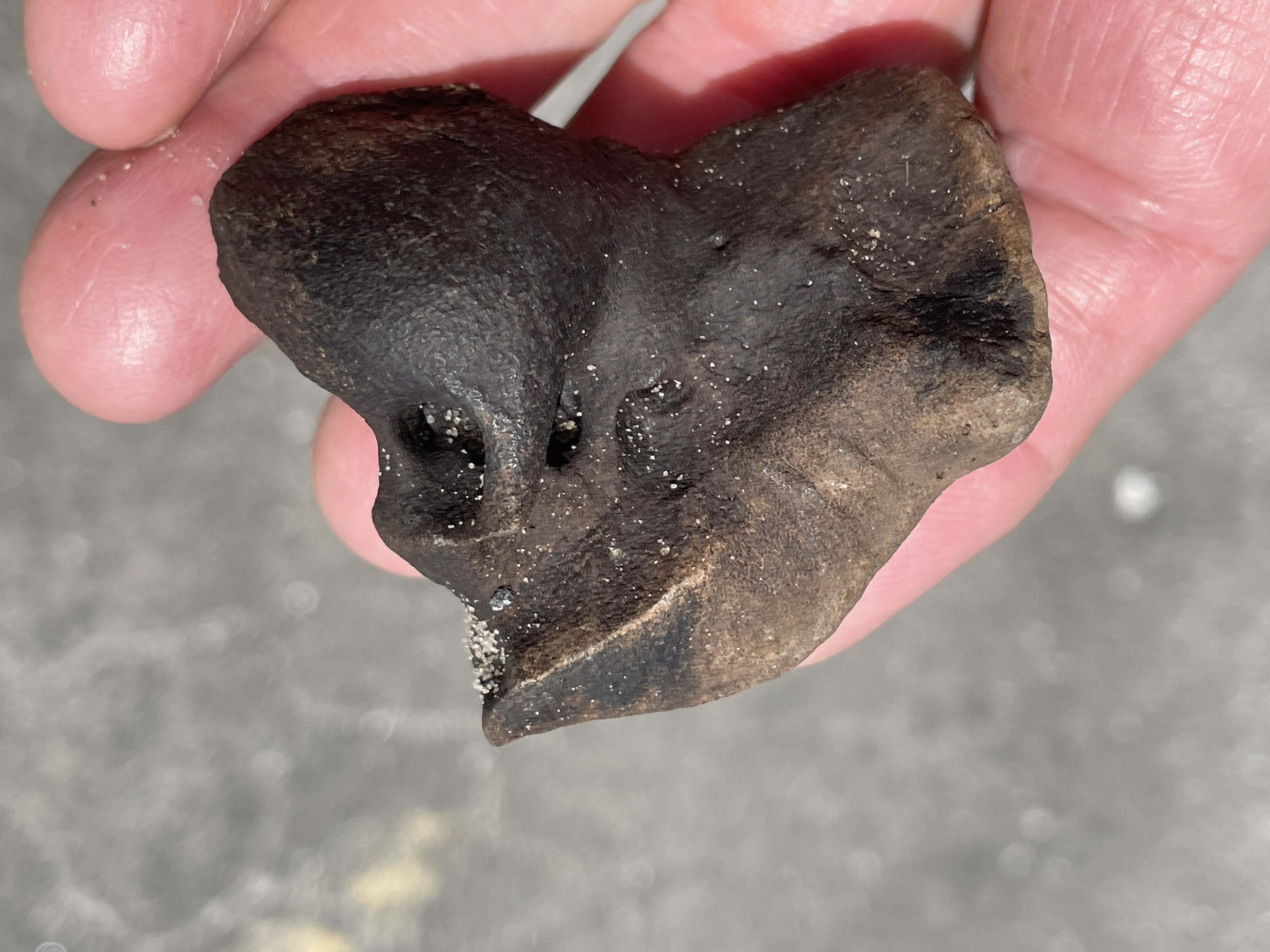 Peace river finds - Fossil ID - The Fossil Forum
